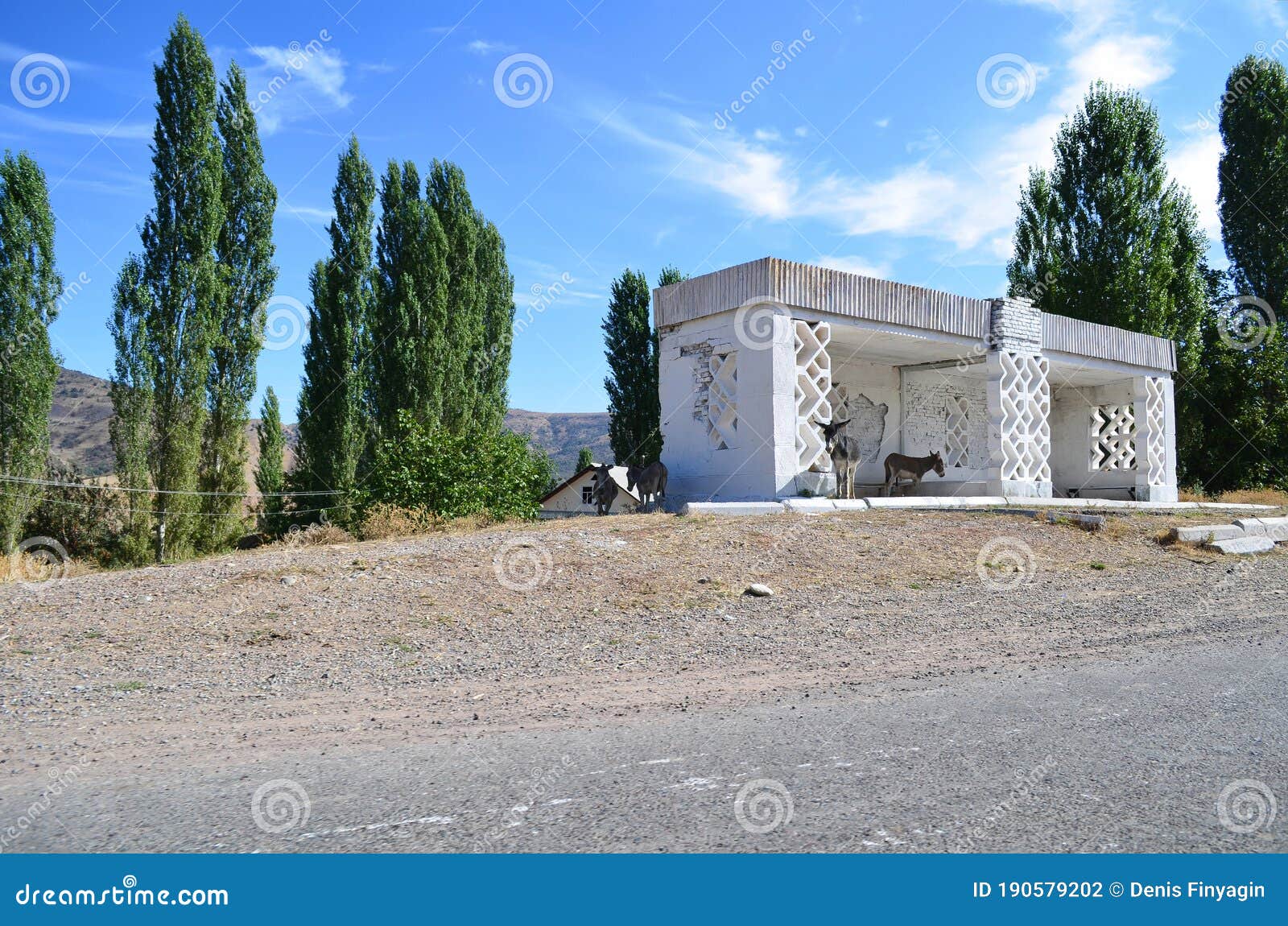 Four Donkeys at a Bus Stop in the Mountains of Uzbekistan Stock Photo ...