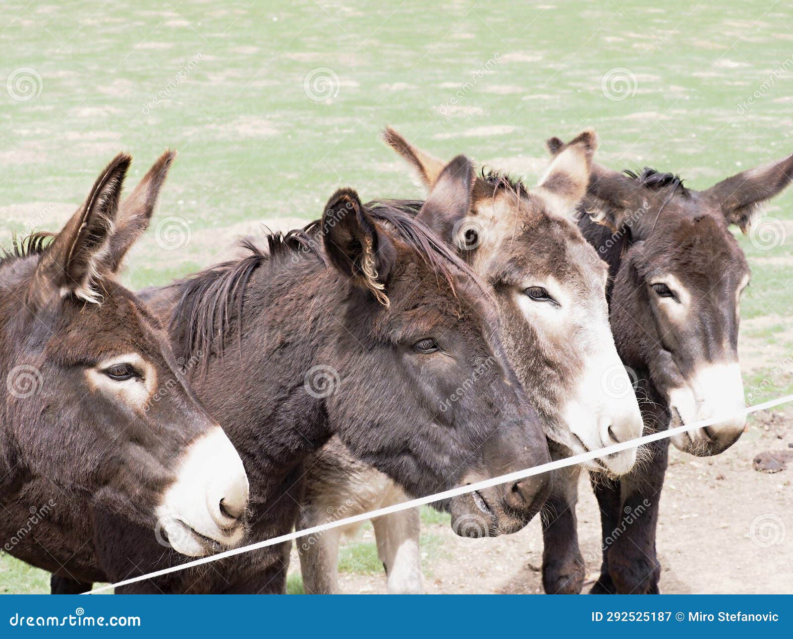 Four Donkeys In The Shore With A Cart. Royalty-Free Stock Photography ...
