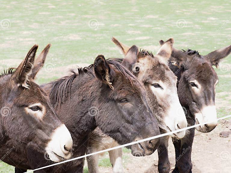 Four Donkeys Look on in Profile Stock Image - Image of mammal, profilen ...