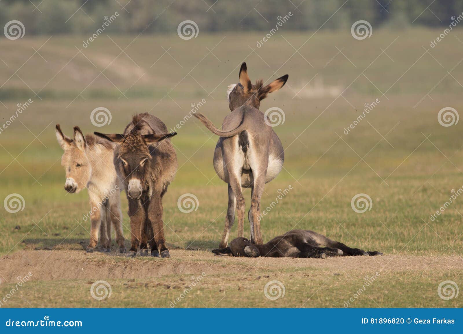 Four donkeys on the meadow stock photo. Image of mammal - 81896820