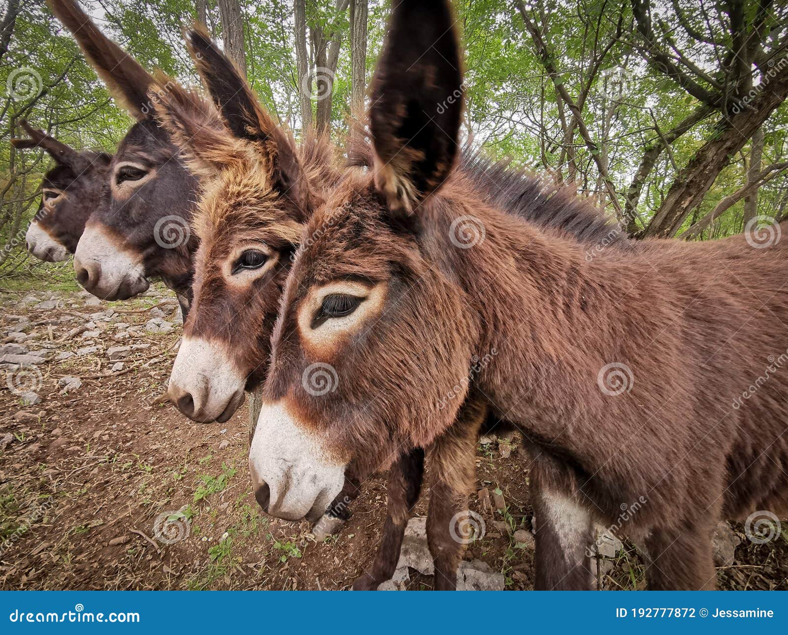 Four donkeys in a row stock photo. Image of head, forest - 192777872