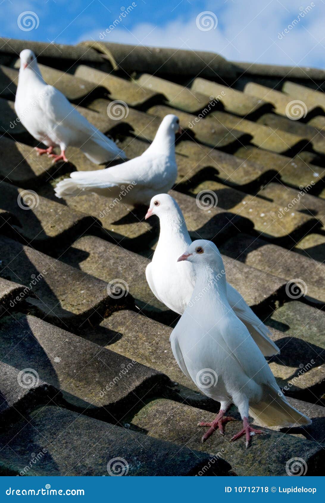 Four Doves on the roof stock photo. Image of tiles, bird - 10712718