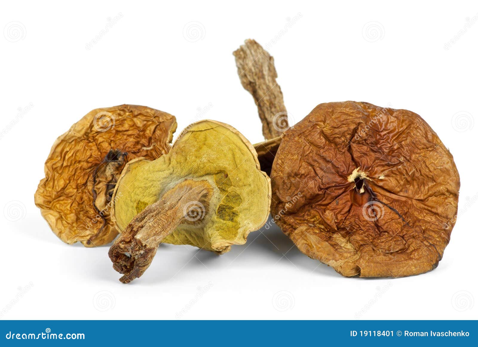 Four dried cepe mushrooms stock image. Image of isolated - 19118401