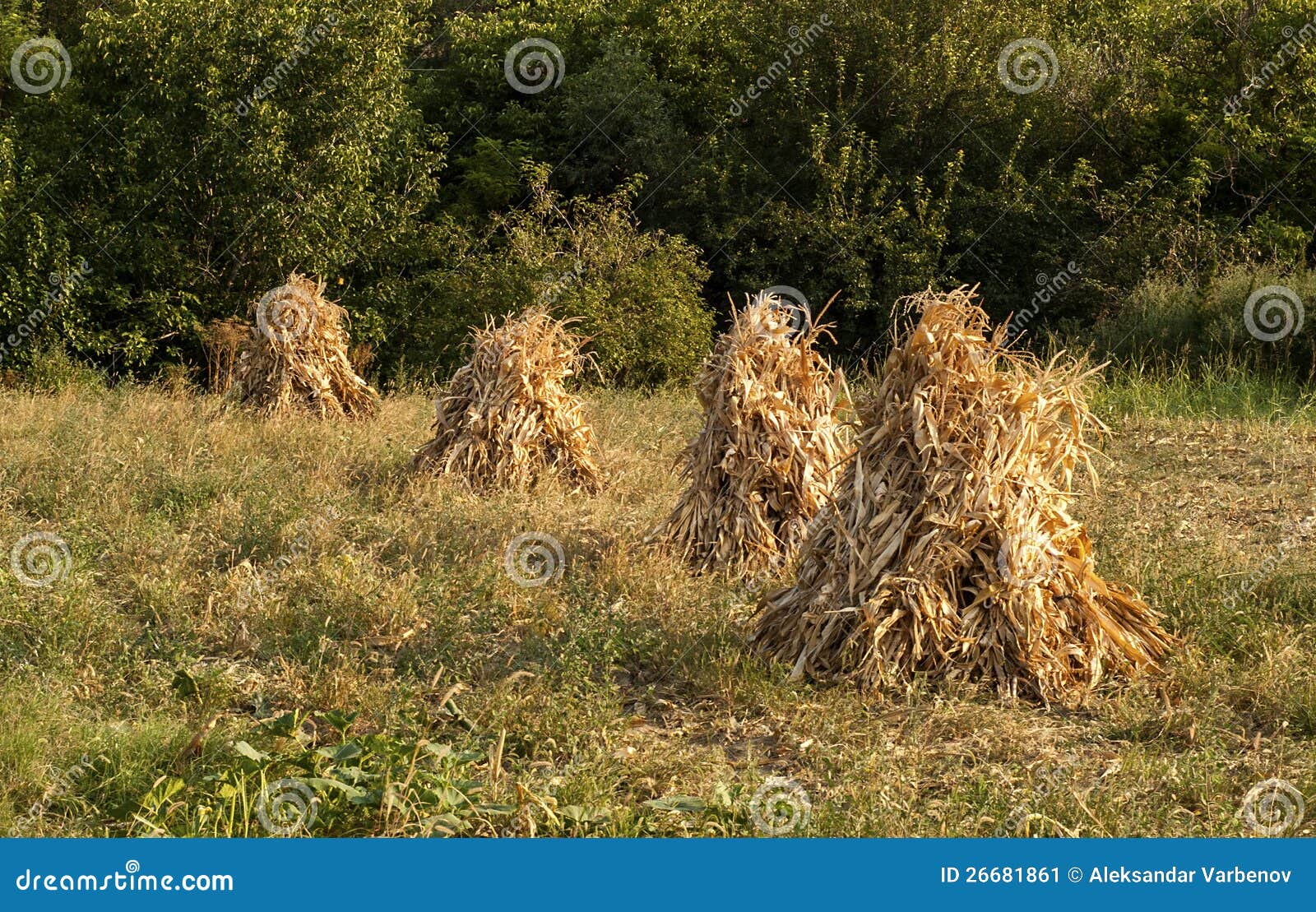Four dry corn ears stacks stock image. Image of organic - 26681861