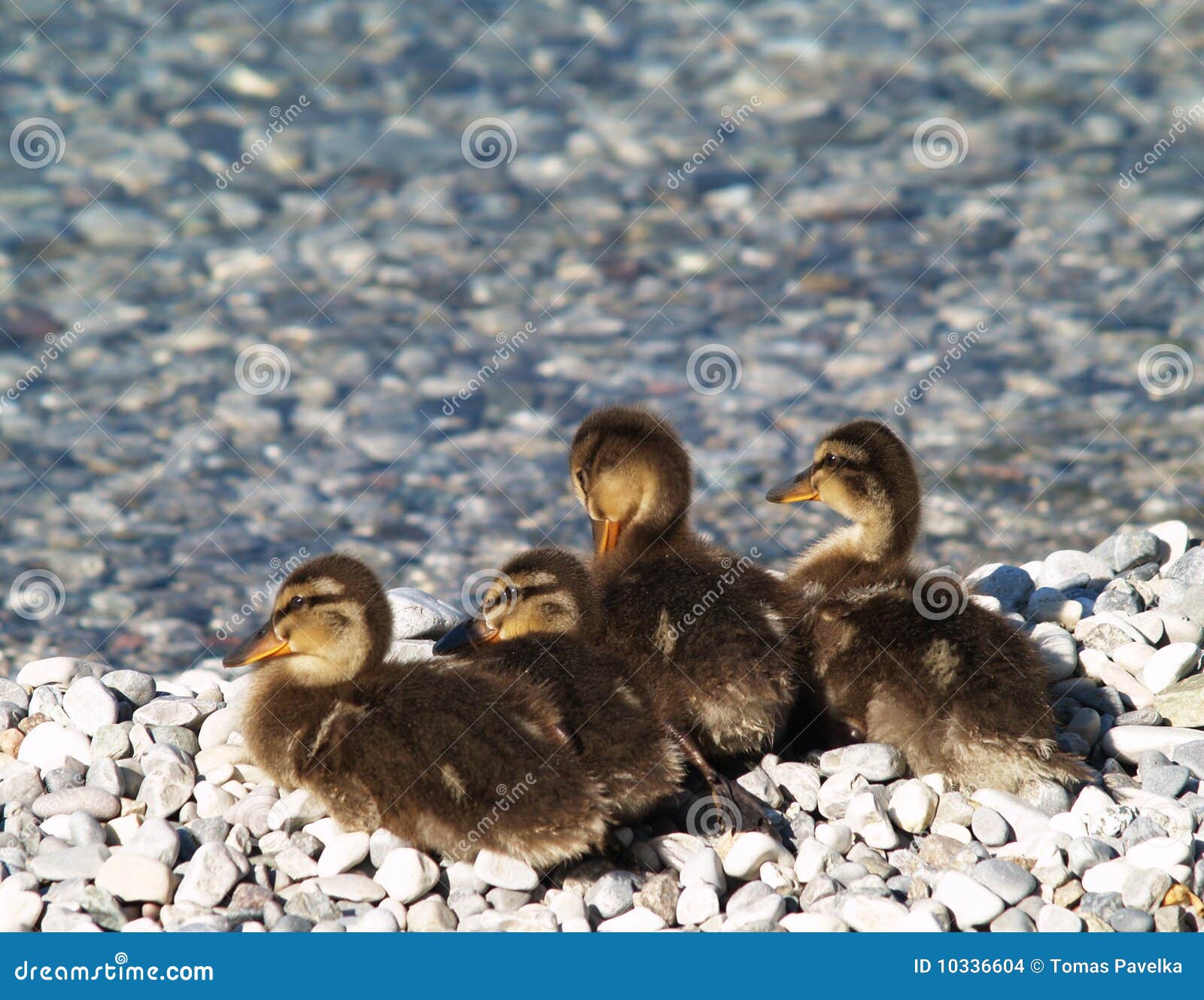 Four ducklings stock photo. Image of head, ducky, bird - 10336604
