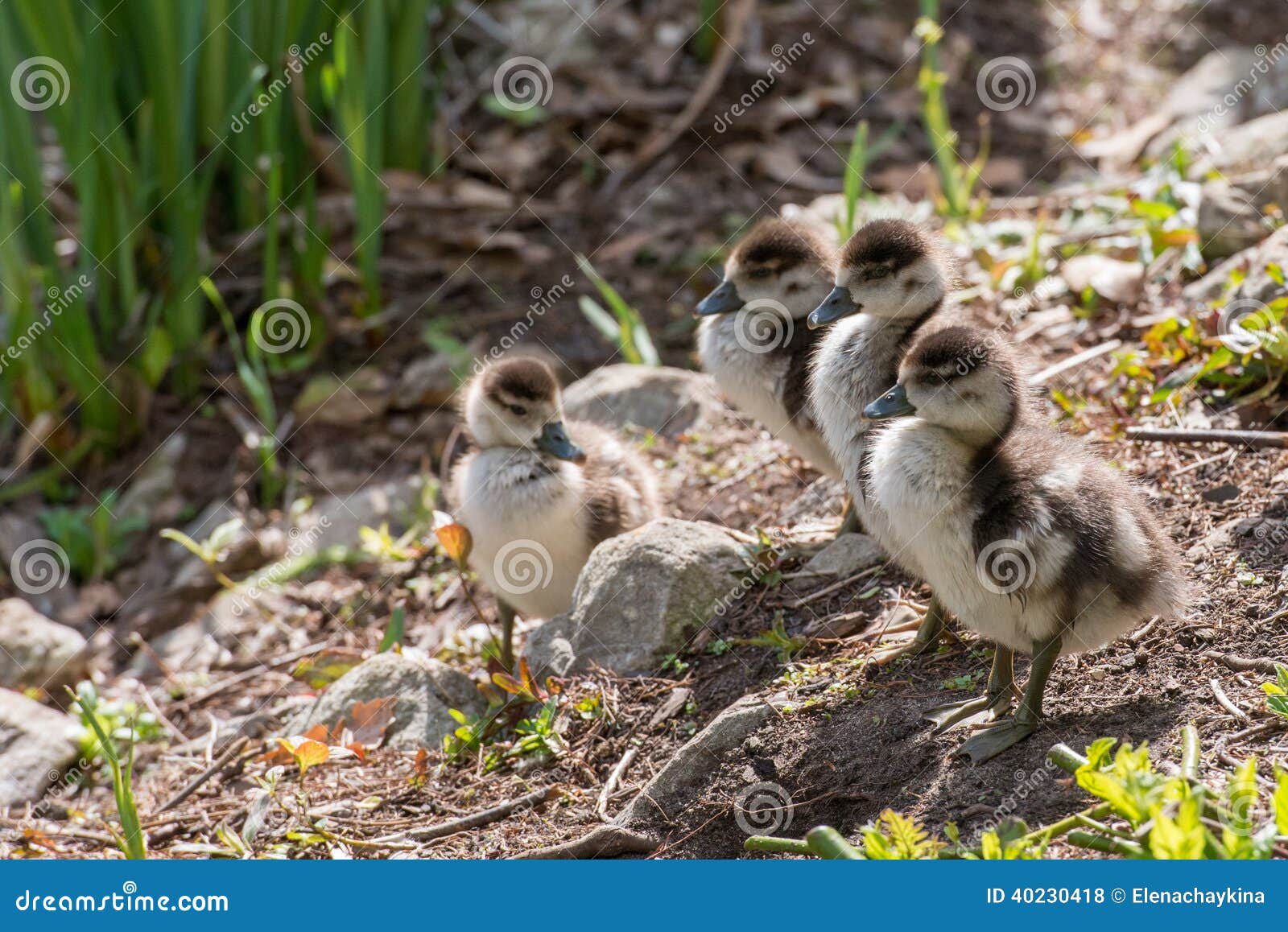 Four ducklings stock photo. Image of ducklings, gang - 40230418