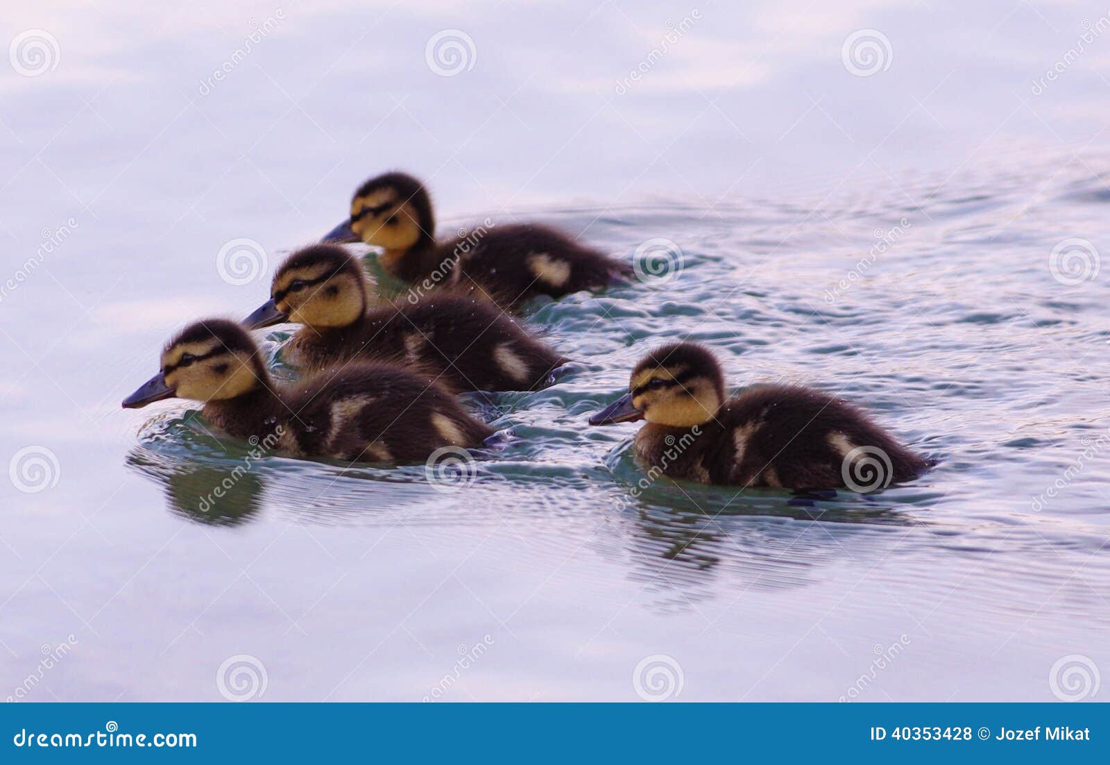 Four ducklings stock photo. Image of feather, bird, gosling - 40353428