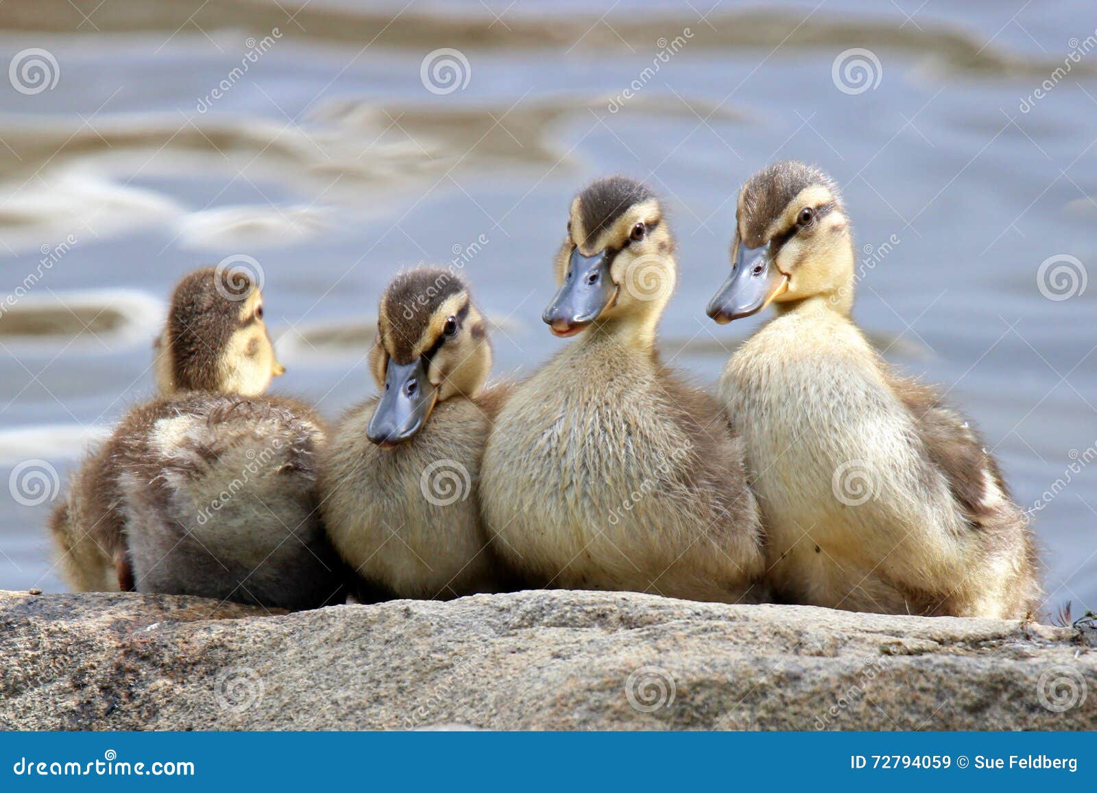 Four Ducklings stock image. Image of mallard, wild, wildlife - 72794059