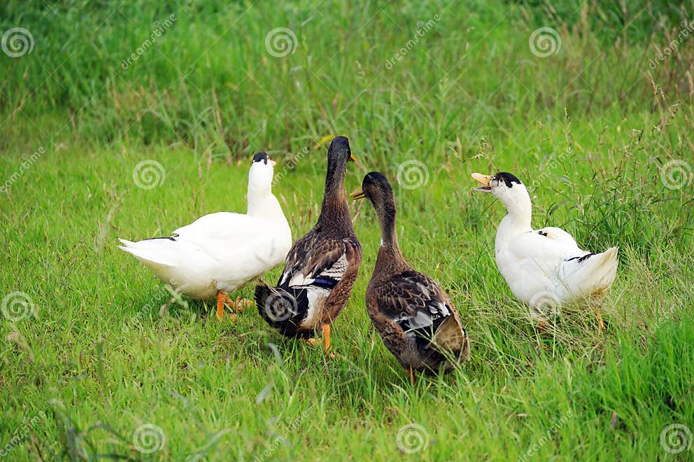 Four ducks stock photo. Image of animal, ducks, comic - 20501182