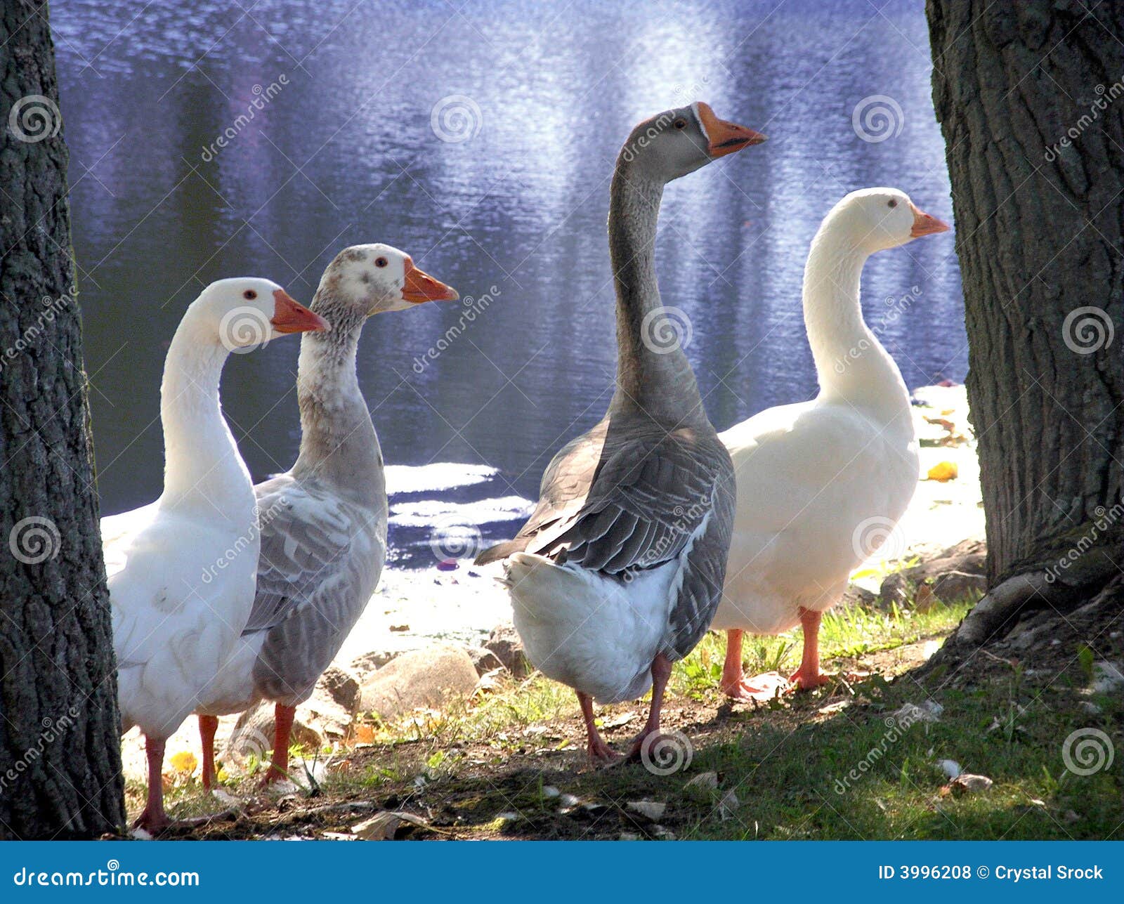 Four Ducks stock photo. Image of farm, birds, animals - 3996208