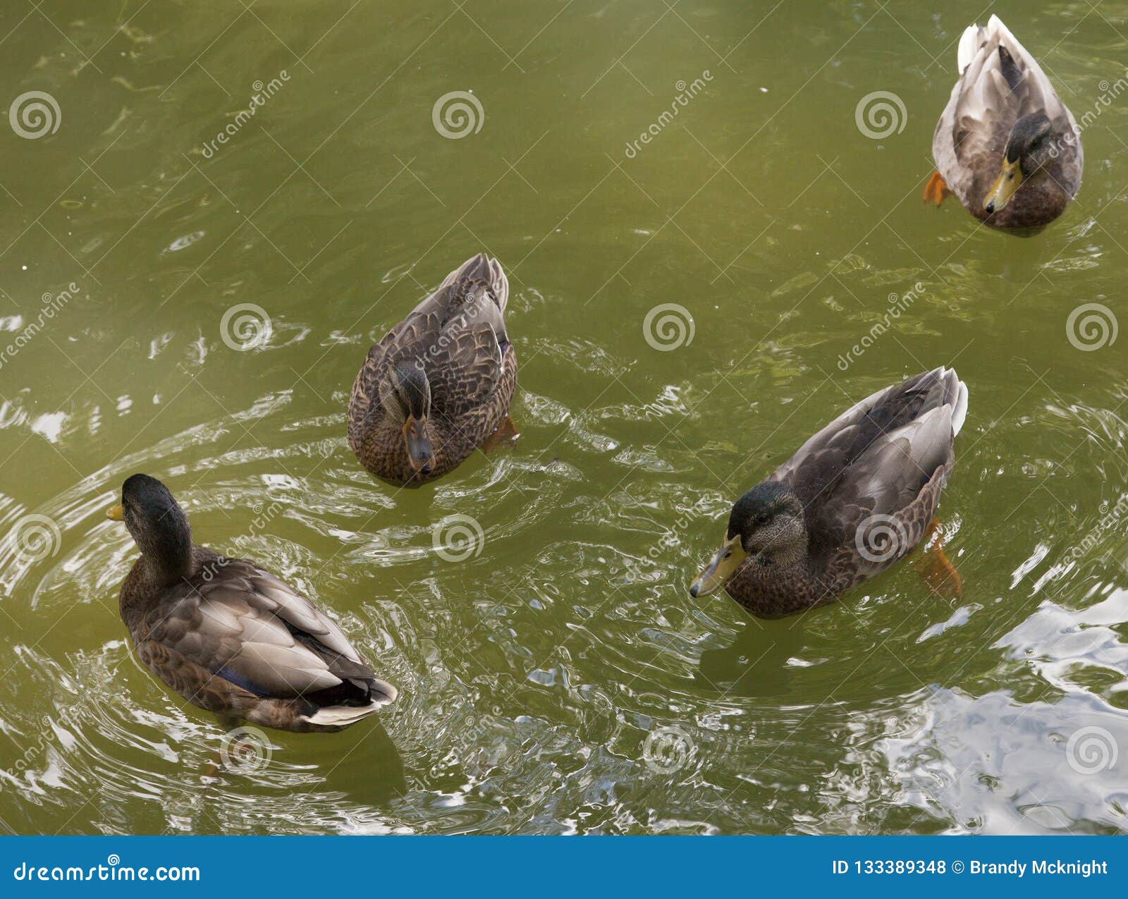 Four Ducks Swimming in a Lake Stock Photo - Image of bird, brown: 133389348