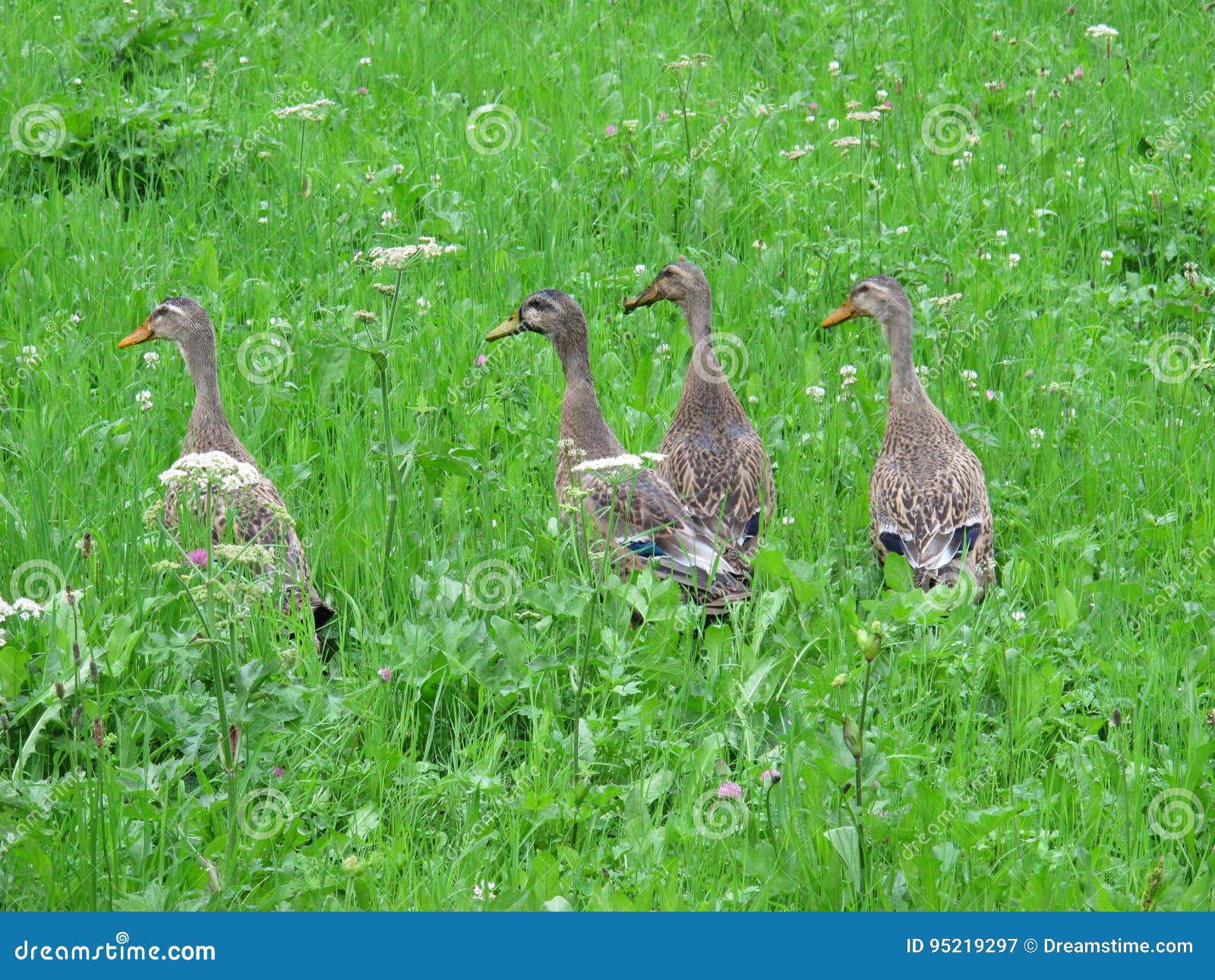 Four ducks stock image. Image of field, ducks, nature - 95219297