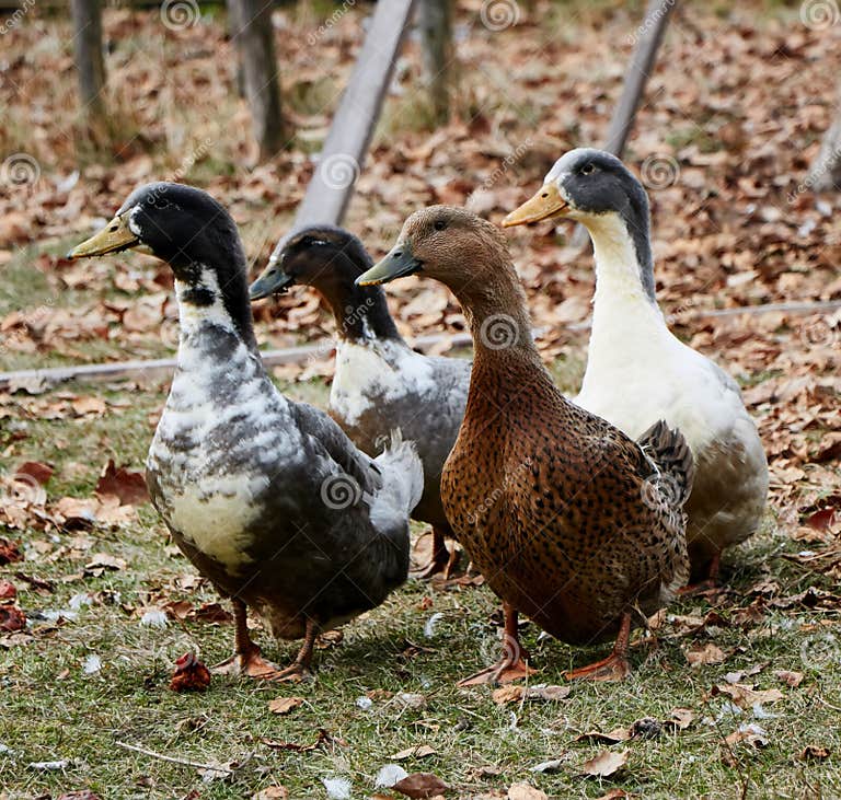 Four ducks on the farm stock image. Image of white, eyes - 48244685