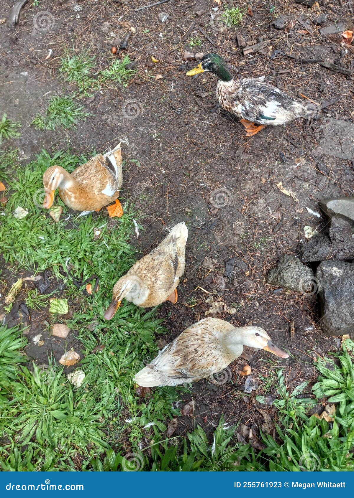 Four Ducks Foraging in the Mud Stock Image - Image of nature, four ...