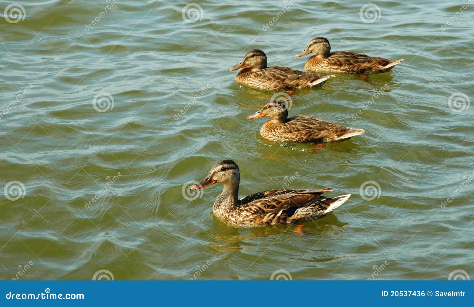 Four ducks in the lake stock photo. Image of environment - 20537436