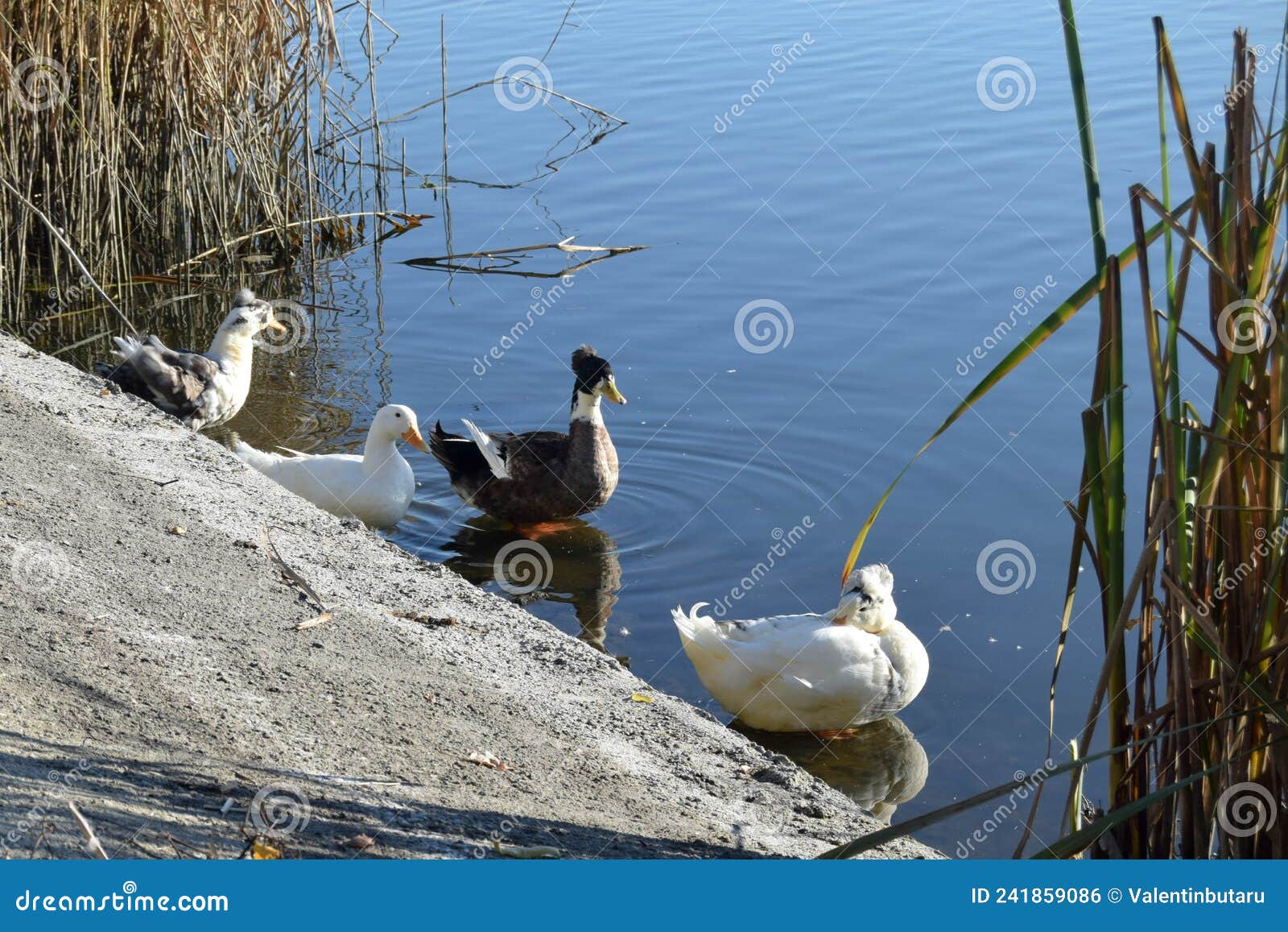 Four Ducks On The Pier In The City Pond Stock Photo | CartoonDealer.com ...
