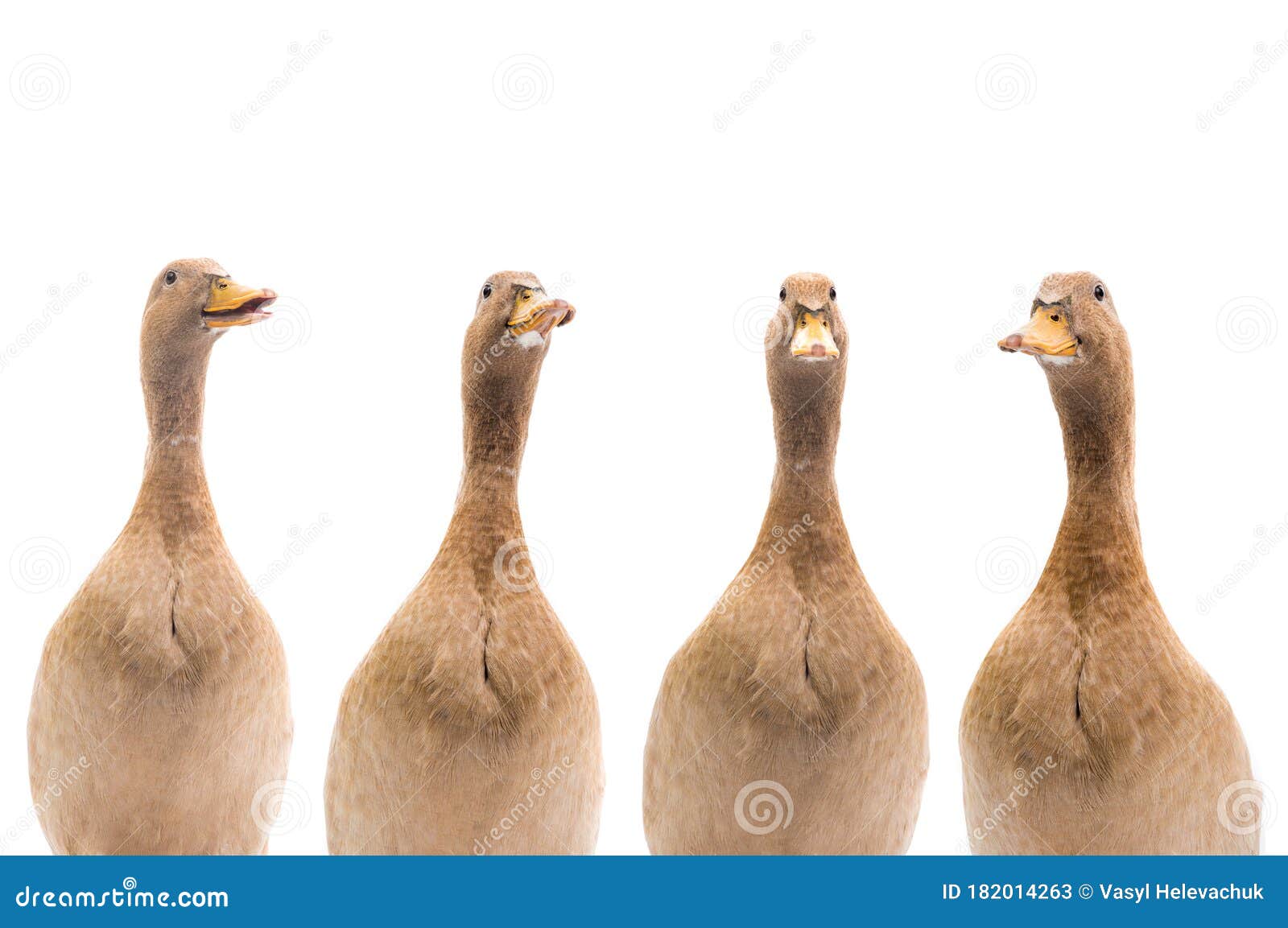 Four Ducks Looked Forward on a White Stock Image - Image of bird, duck ...