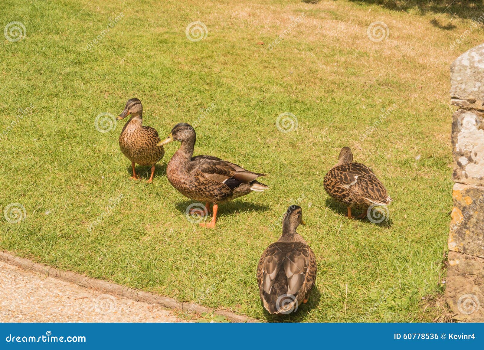 Four ducks stock photo. Image of nature, lake, main, wing - 60778536