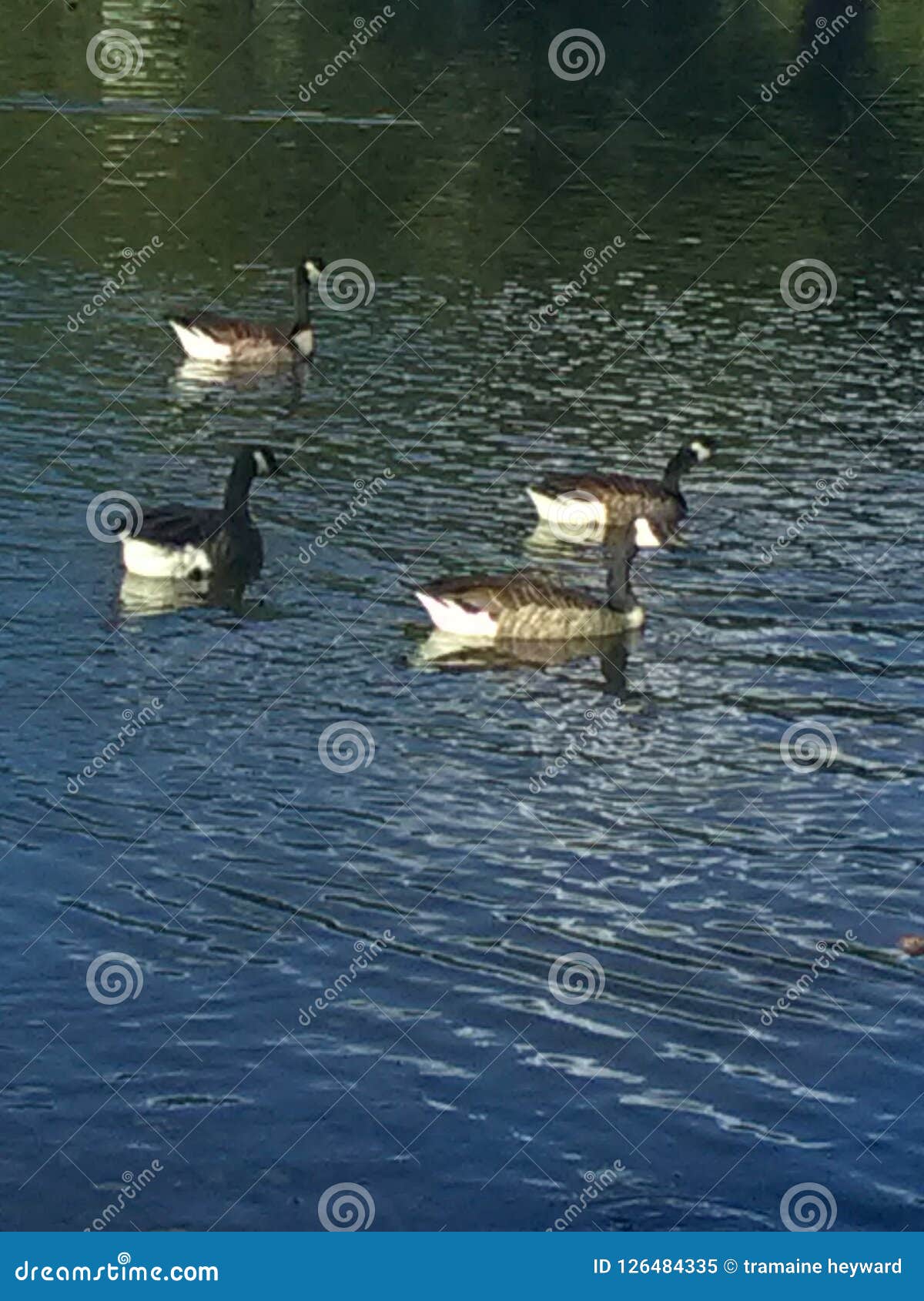 Four Ducks in a Pond stock image. Image of playing, four - 126484335