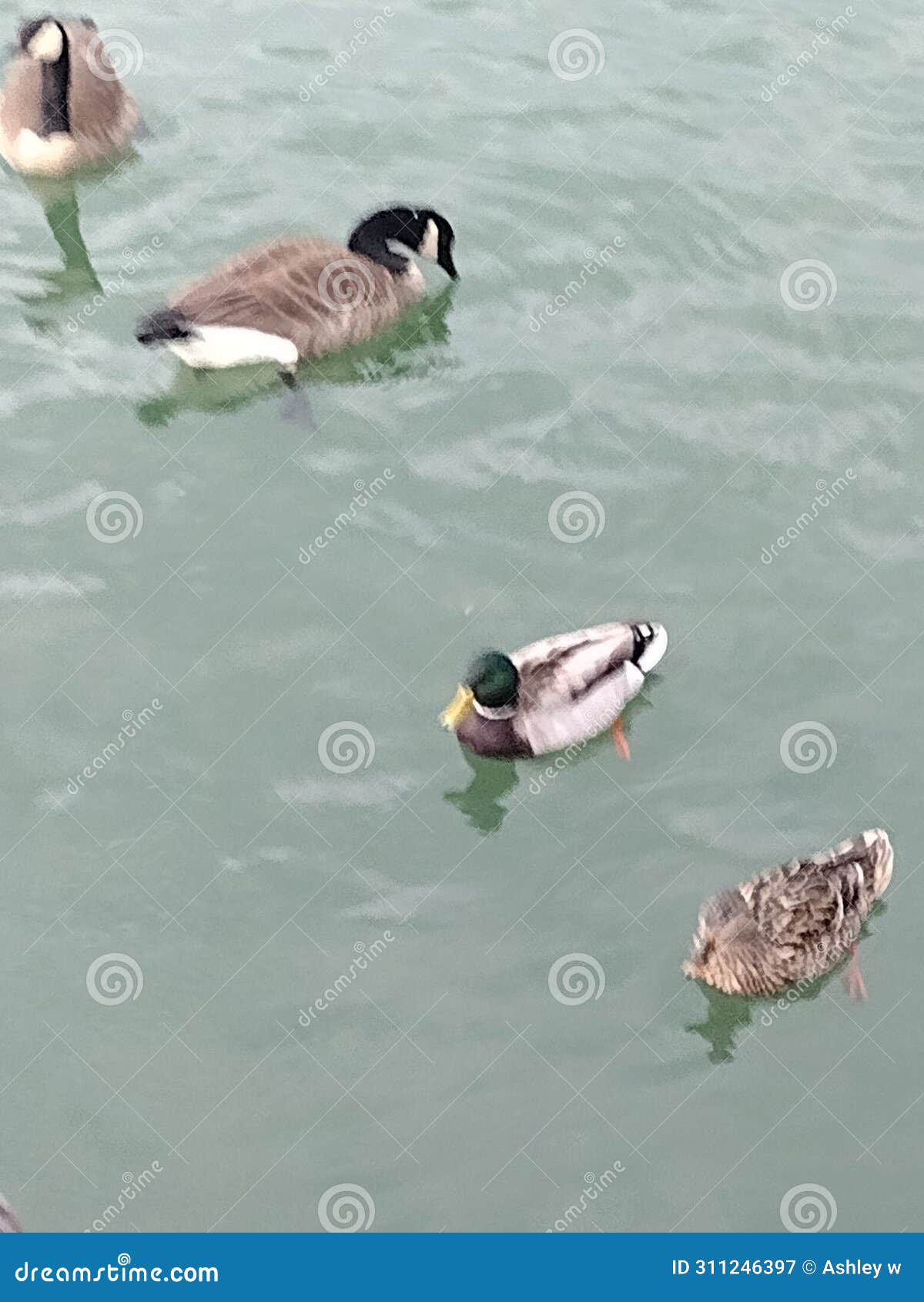 Four Ducks Swimming at the Dock Stock Image - Image of water, ducks ...