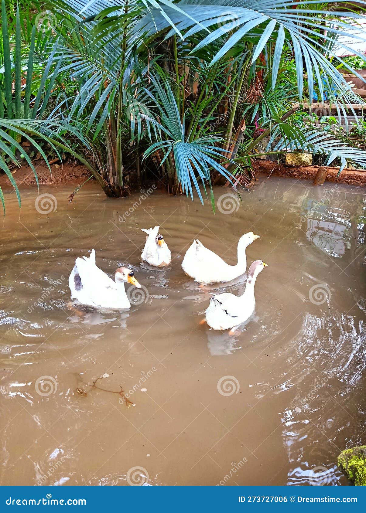 Four Ducks Swimming in a Small River at the End of the Village Stock ...