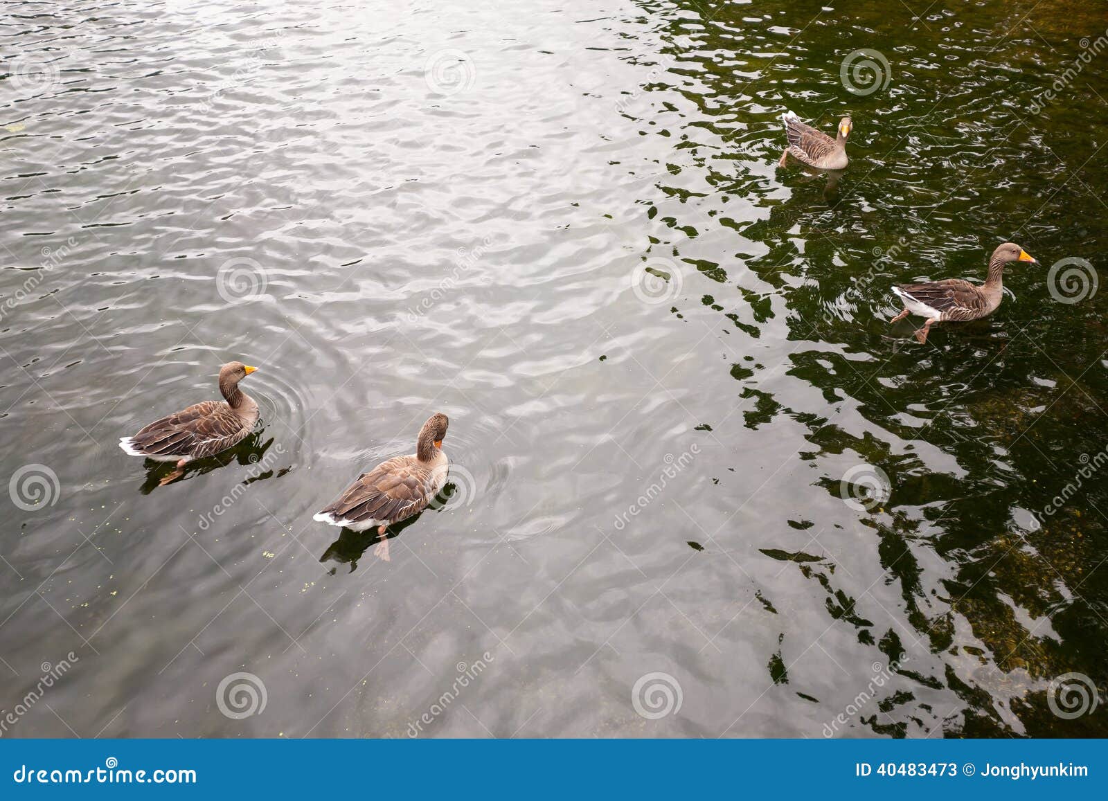 Four Ducks On The Pier In The City Pond Stock Photo | CartoonDealer.com ...