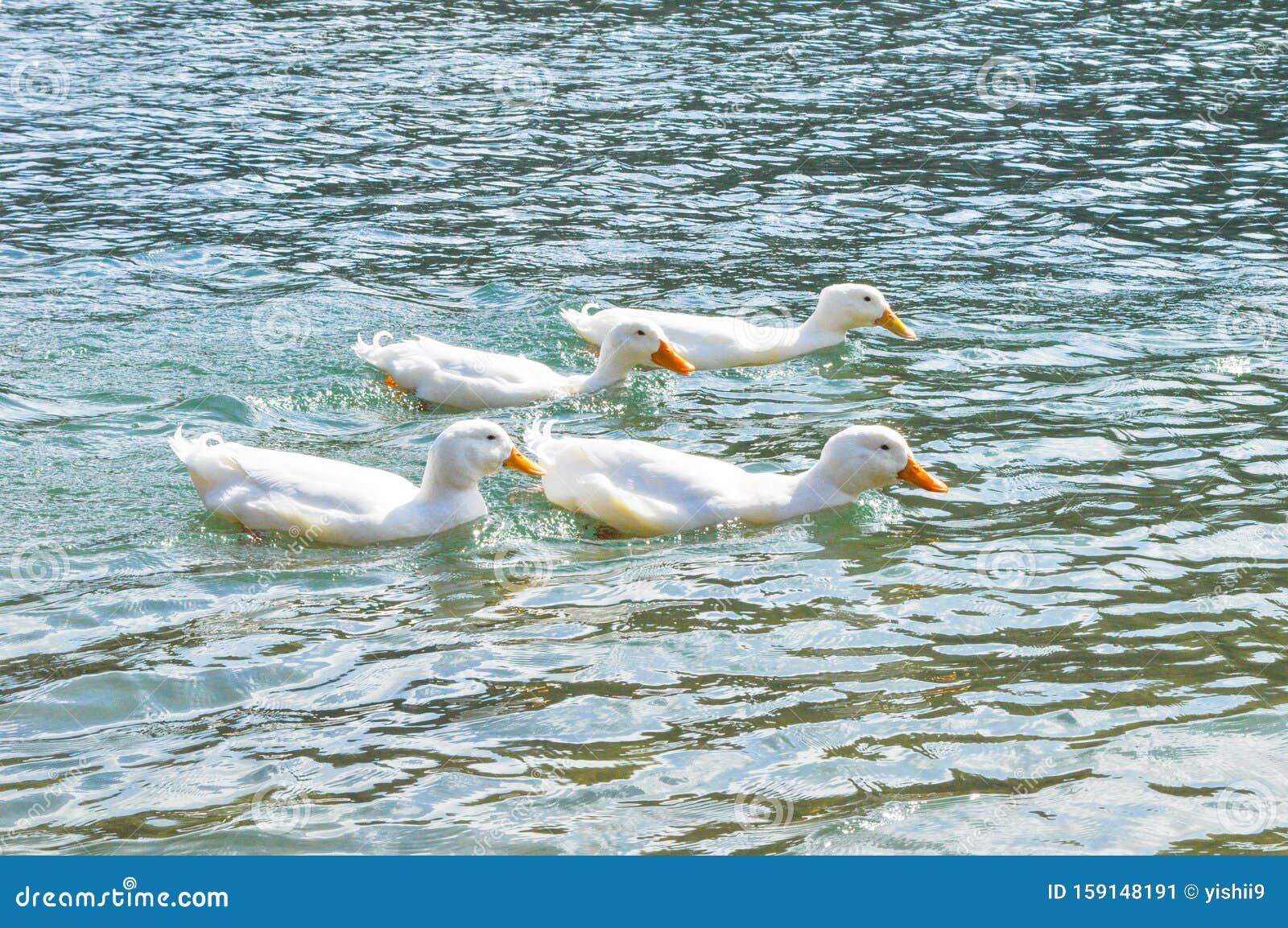Four Ducks Swimming on Water in Pond Stock Image - Image of park, male ... Four Ducks Swimming on Water in Pond Stock Image - Image of park, male ...