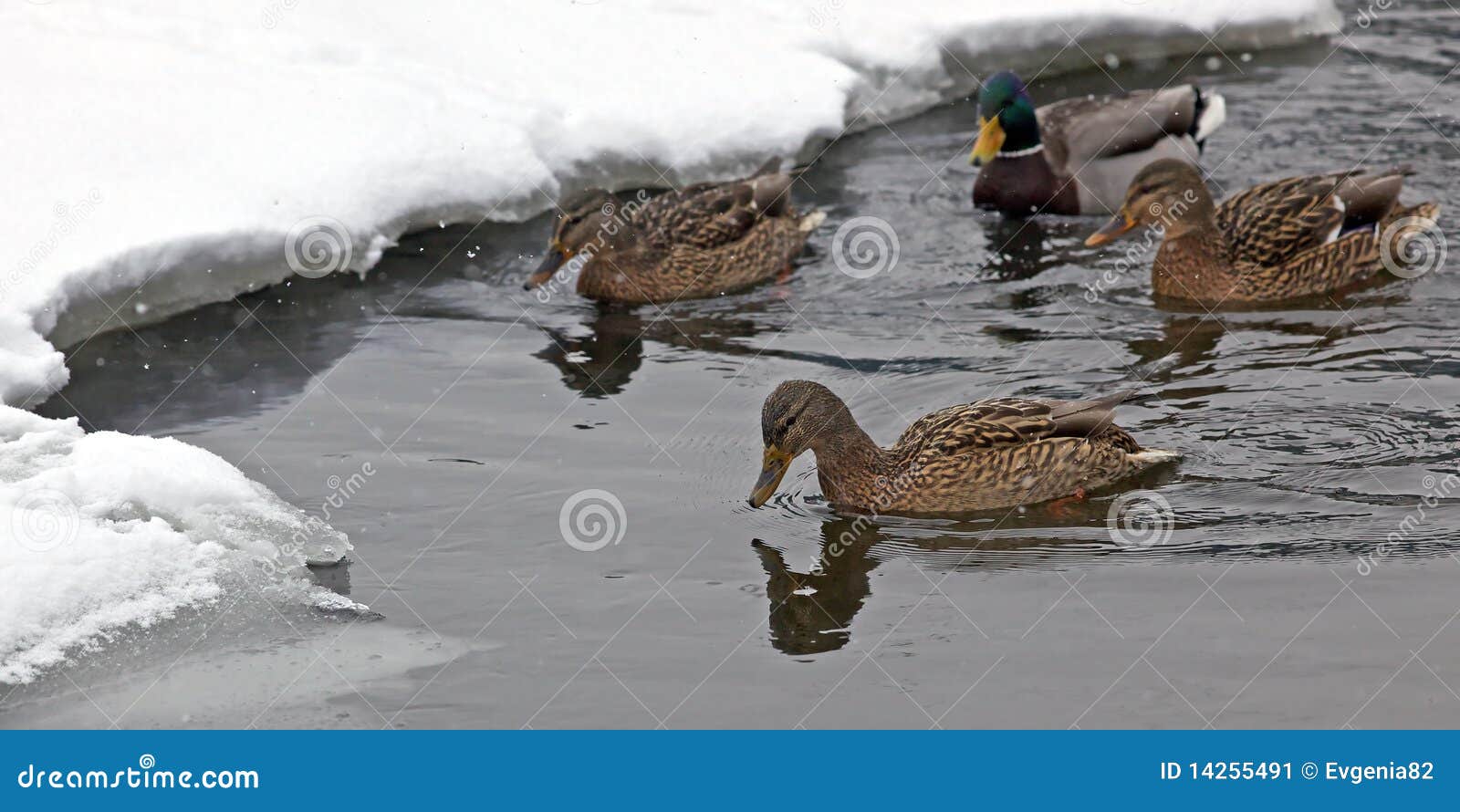 Four Ducks in a Winter Lake Stock Image - Image of four, cold: 14255491