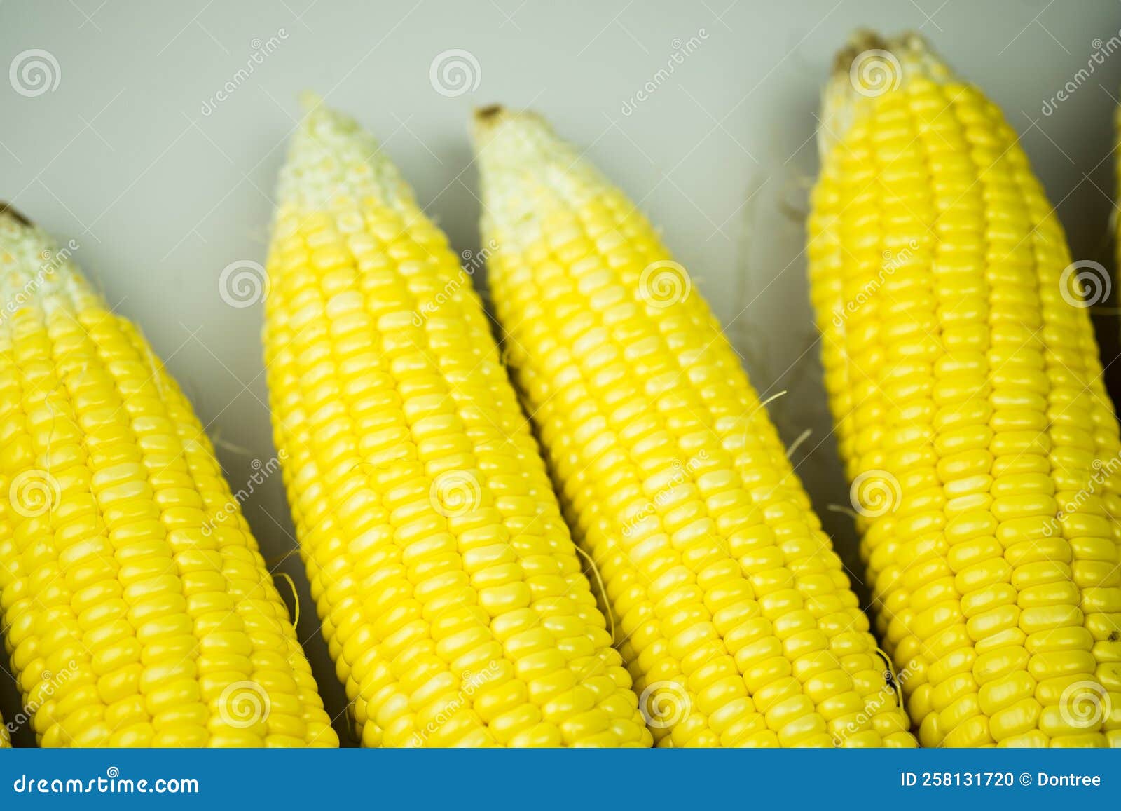 Four Ears of Yellow Young Corn Stock Photo - Image of grain ...