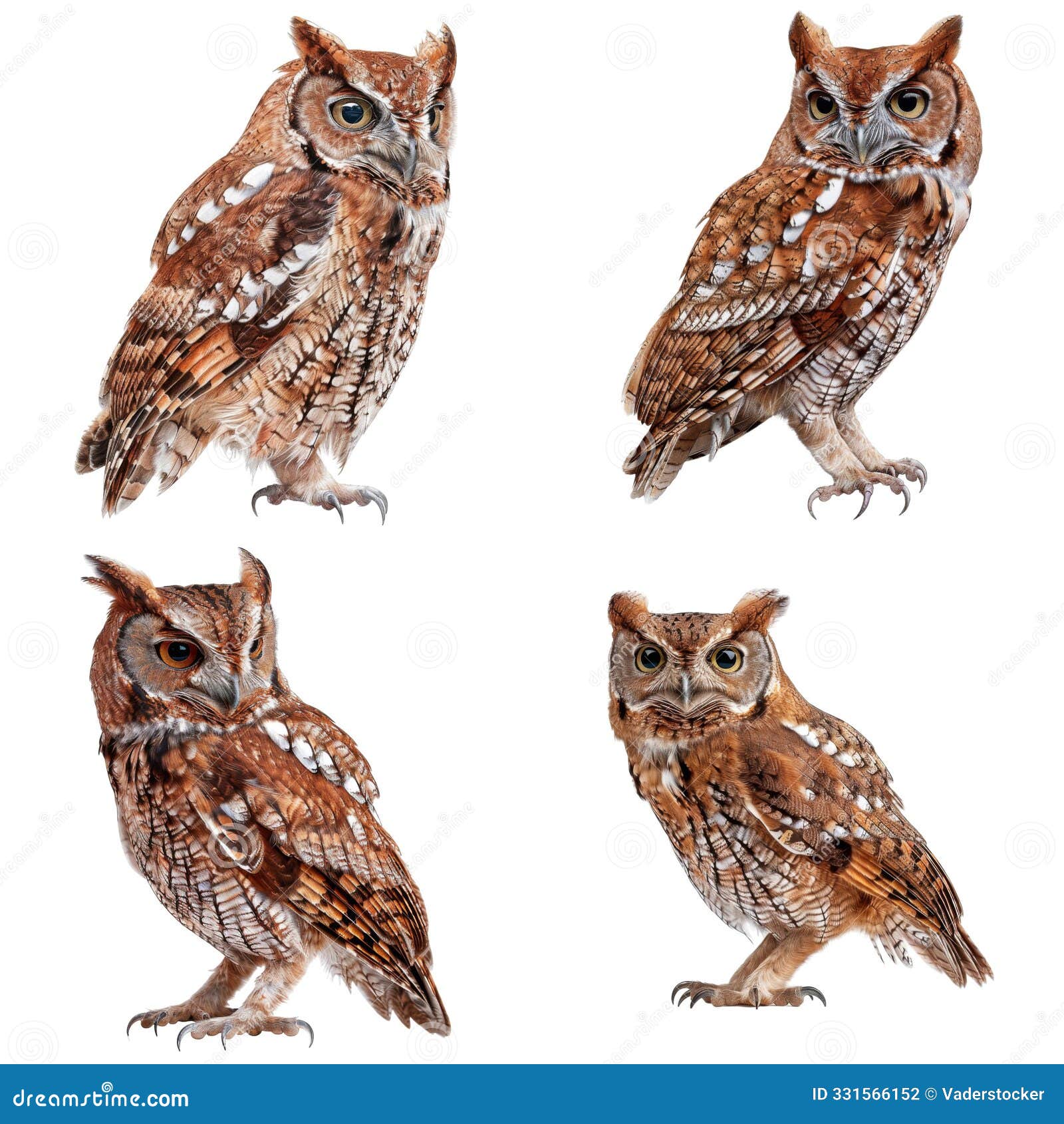 Four Eastern Screech Owls Facing Different Directions Royalty-Free ...