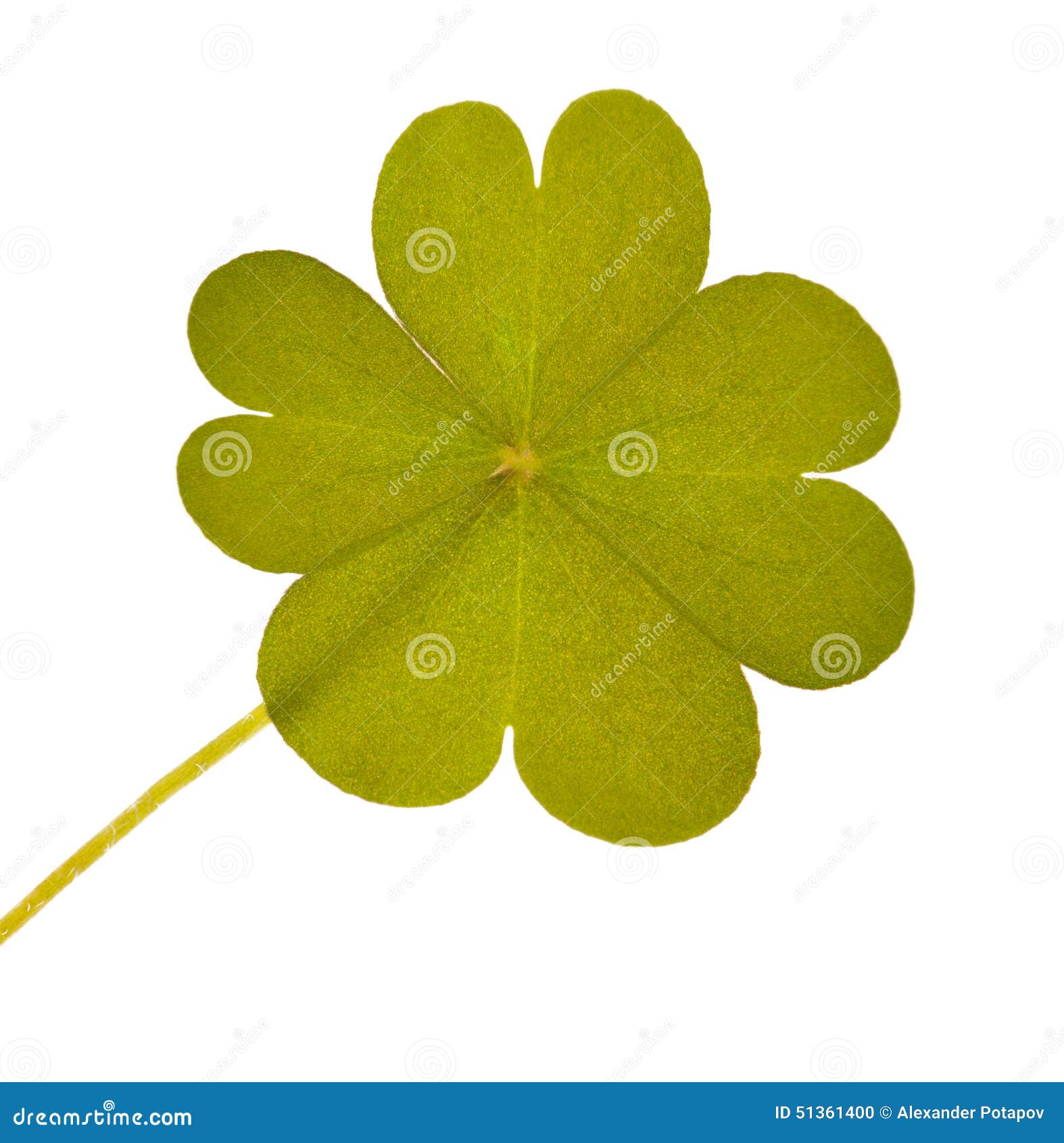 Four Element Clover Isolated Leaf Stock Photo - Image of white, clover ...