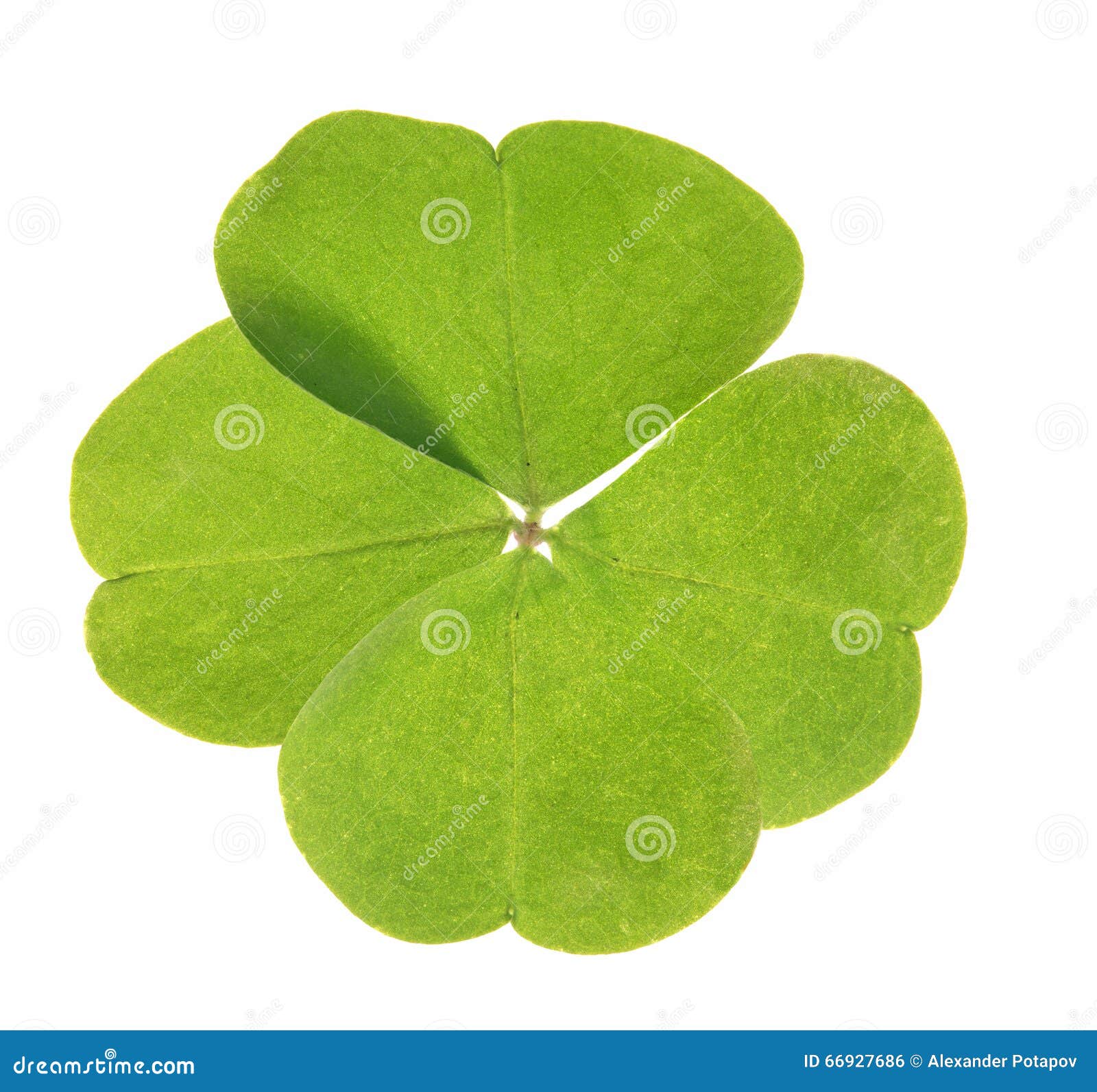 Four Element Green Clover Isolated Leaf Stock Photo - Image of fortune ...