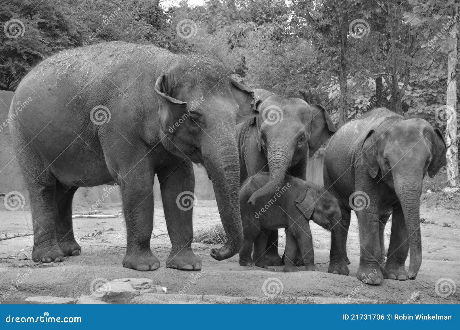 Four elephants stock photo. Image of elephants, sisters - 21731706