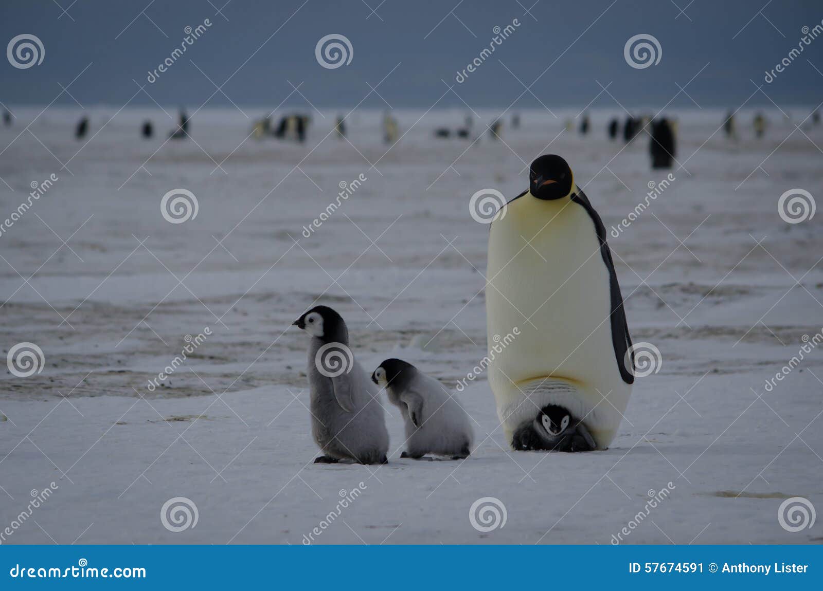 Four Emperor Penguin Chicks and Parent Stock Image - Image of family ...