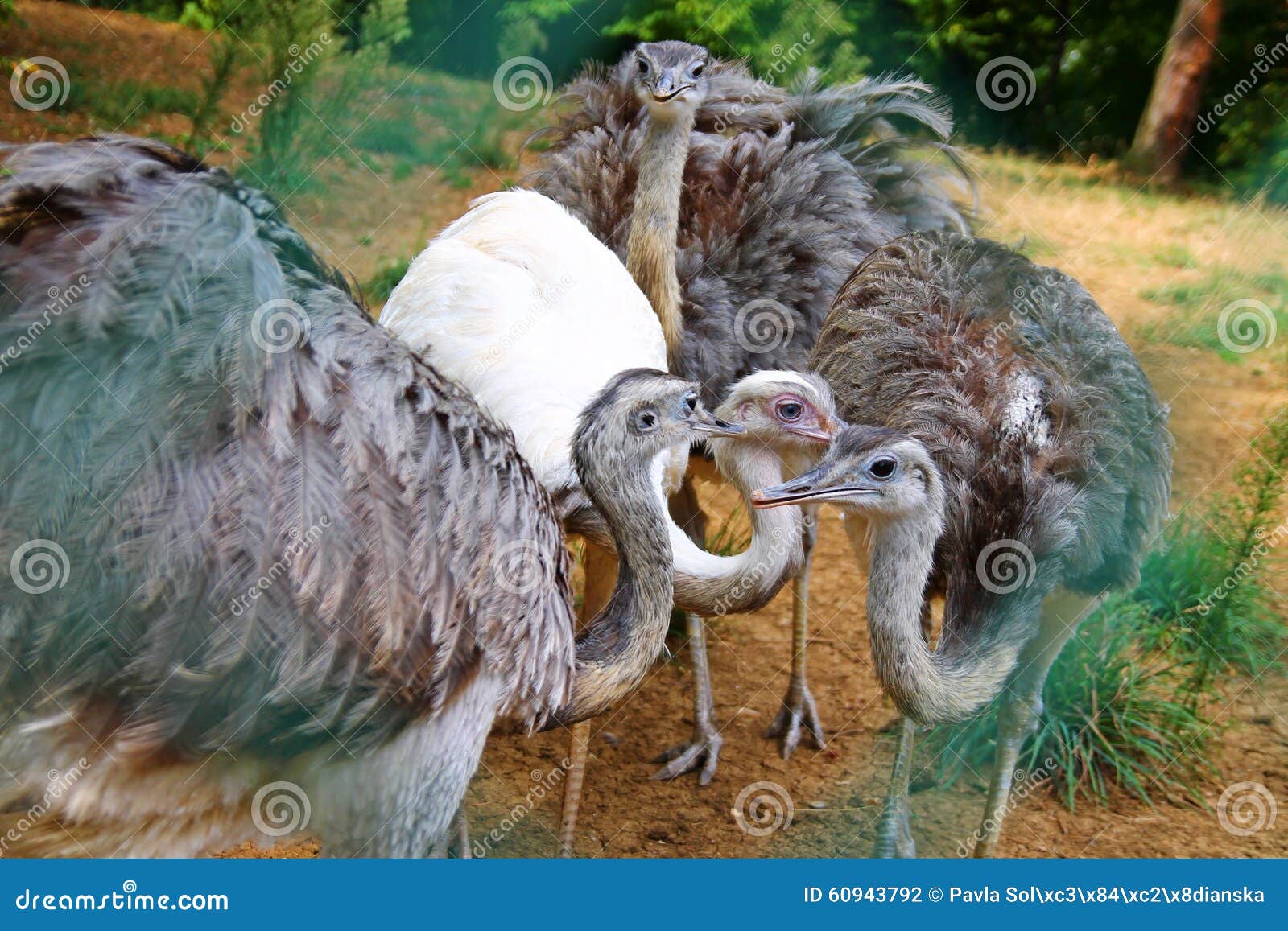 Four Emus Stock Photos - Free & Royalty-Free Stock Photos from Dreamstime