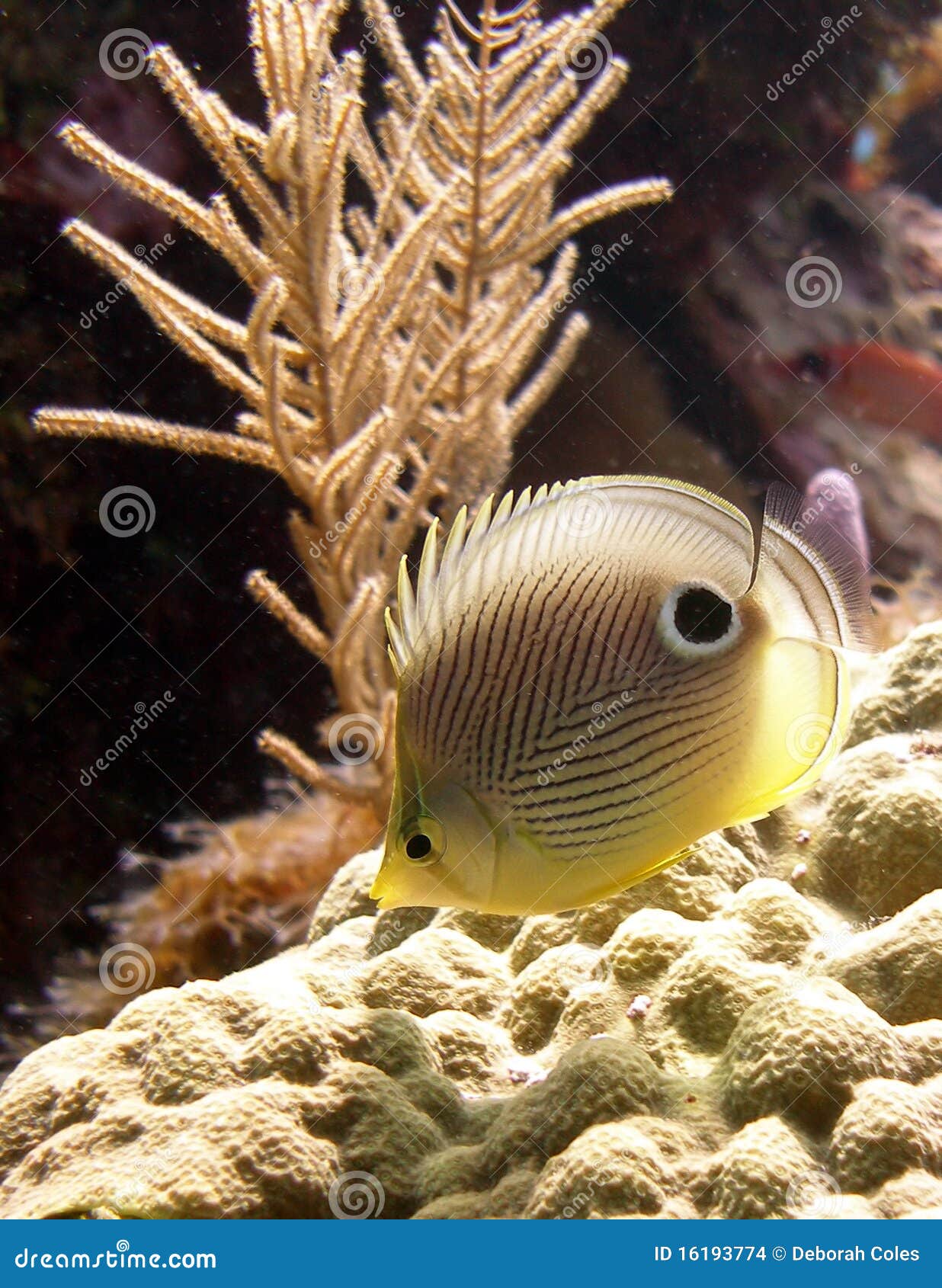 Four-eyed Opossum - Metachirus Nudicaudatus Royalty-Free Stock Image ...