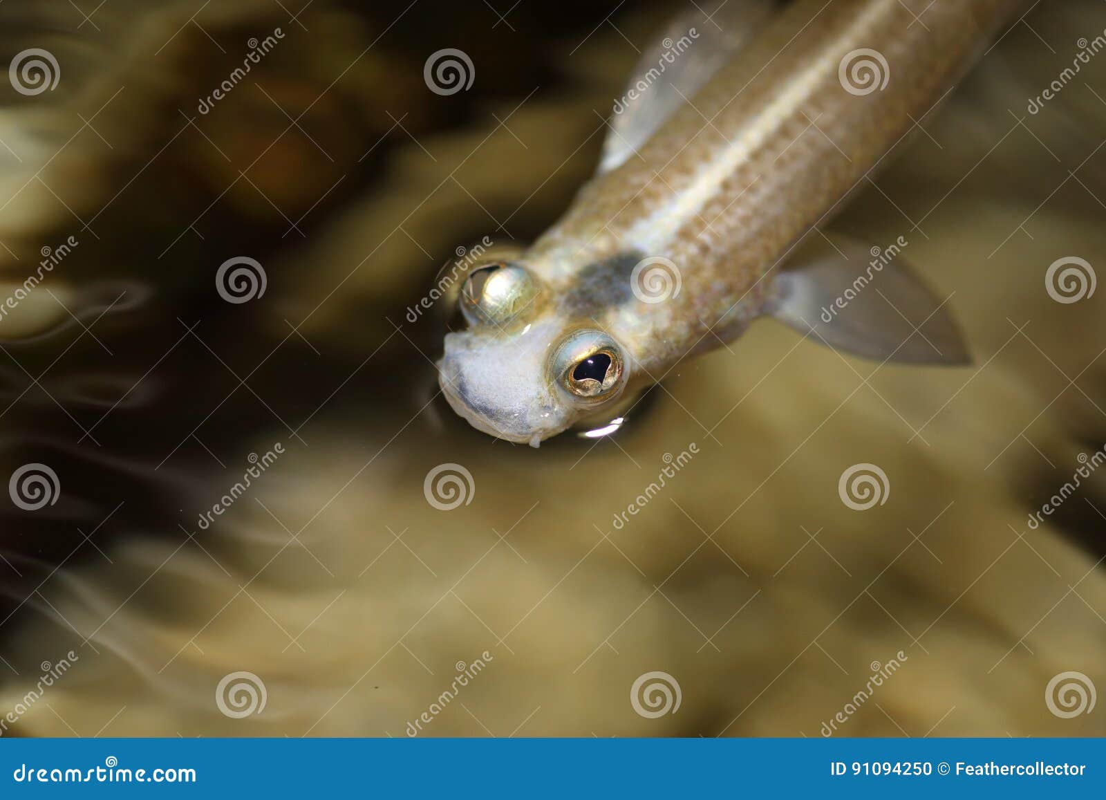 Four-eyed fish stock photo. Image of nature, foureyed - 91094250