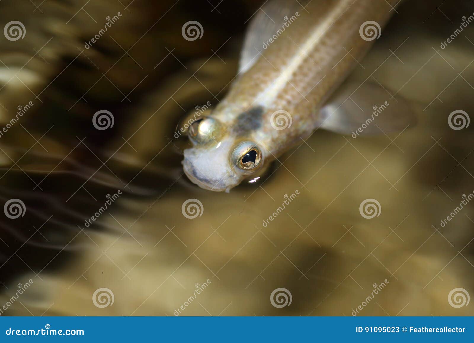 Four-eyed fish stock image. Image of background, america - 91095023