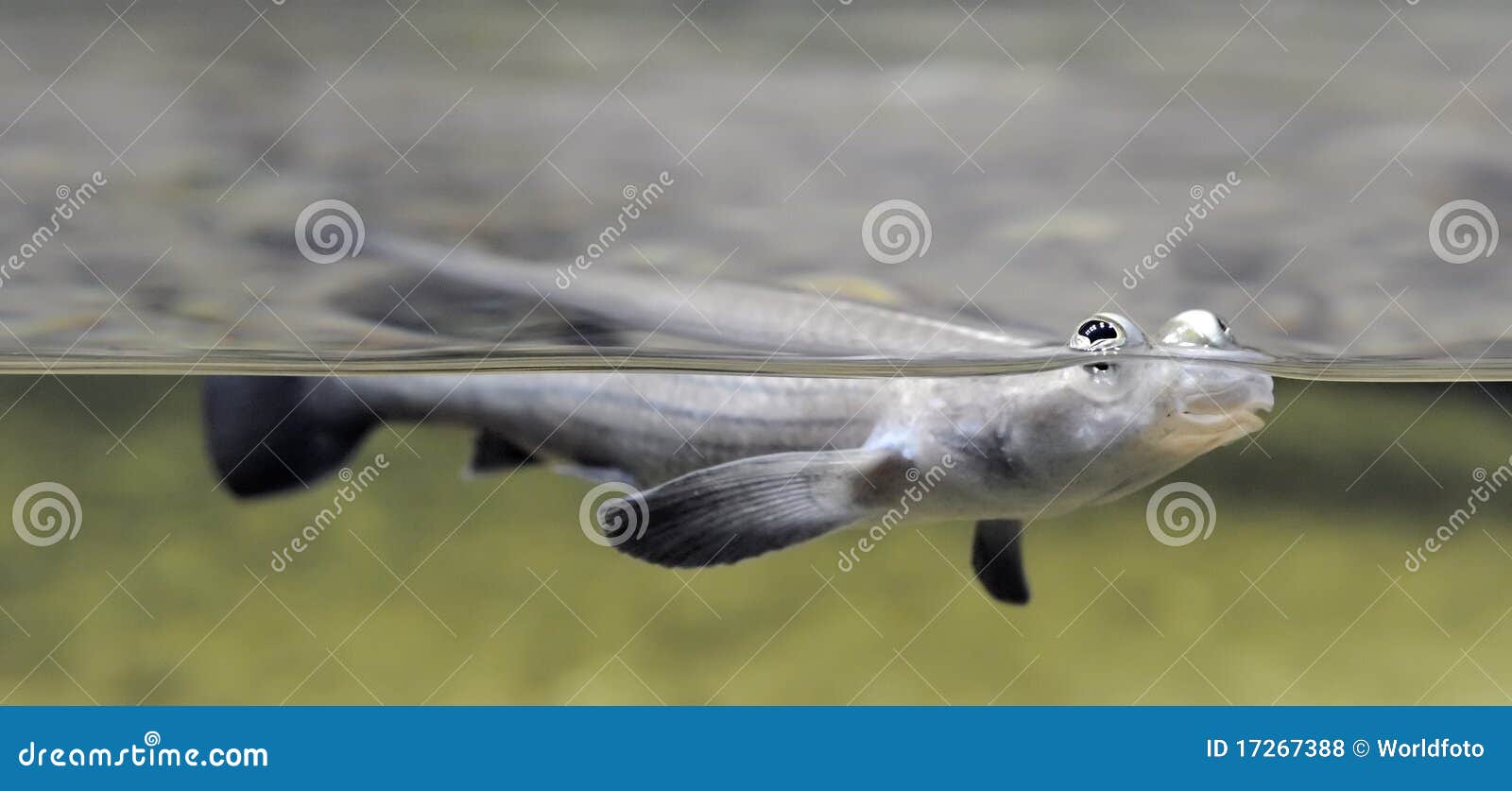 Four-eyed Opossum - Metachirus Nudicaudatus Royalty-Free Stock Image ...