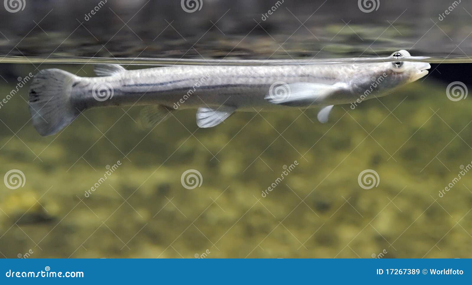 Four-eyed Opossum - Metachirus Nudicaudatus Royalty-Free Stock Image ...