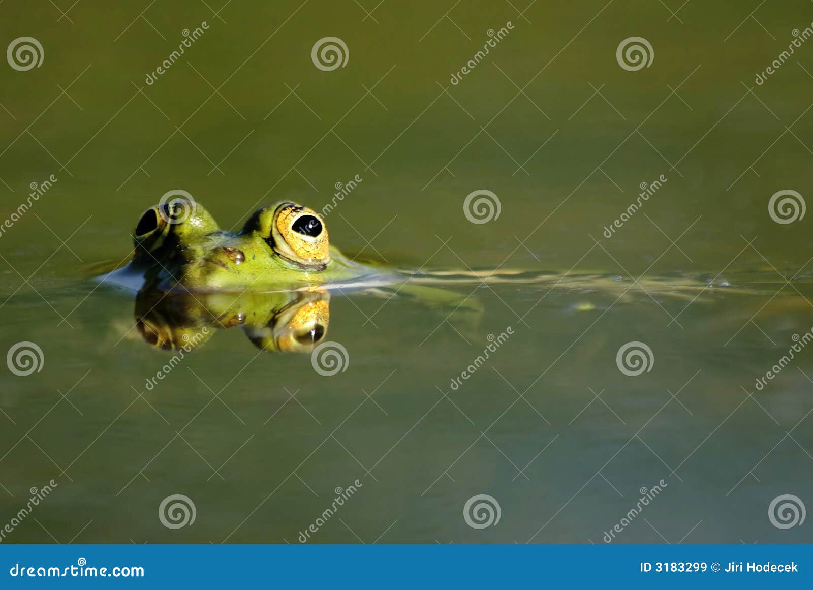 Four eyes of green frog stock image. Image of colored - 3183299