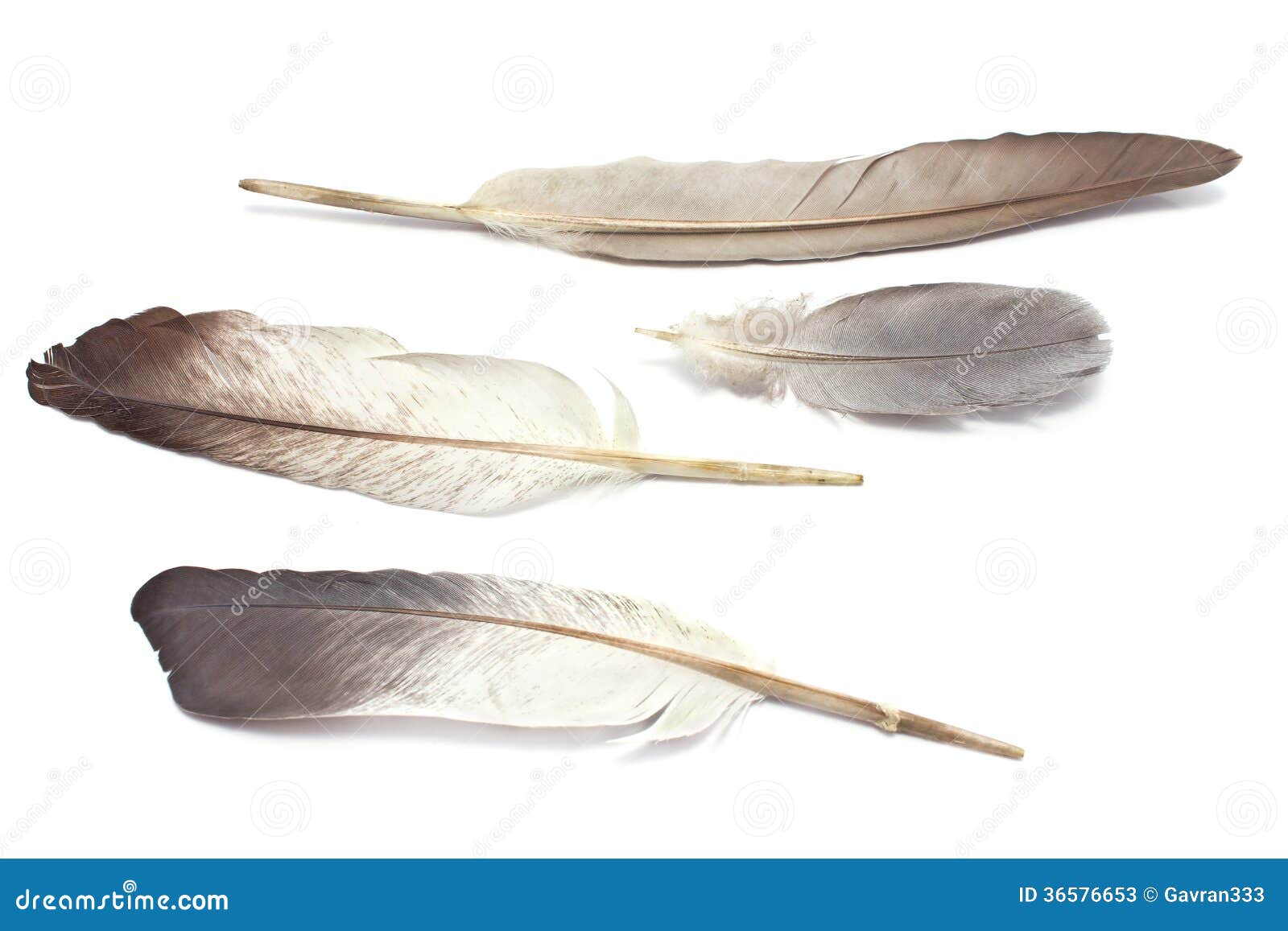 Four feathers stock image. Image of texture, quill, flying - 36576653