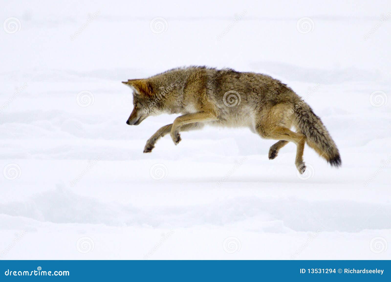 Four Feet in the Air stock photo. Image of coyote, howling - 13531294