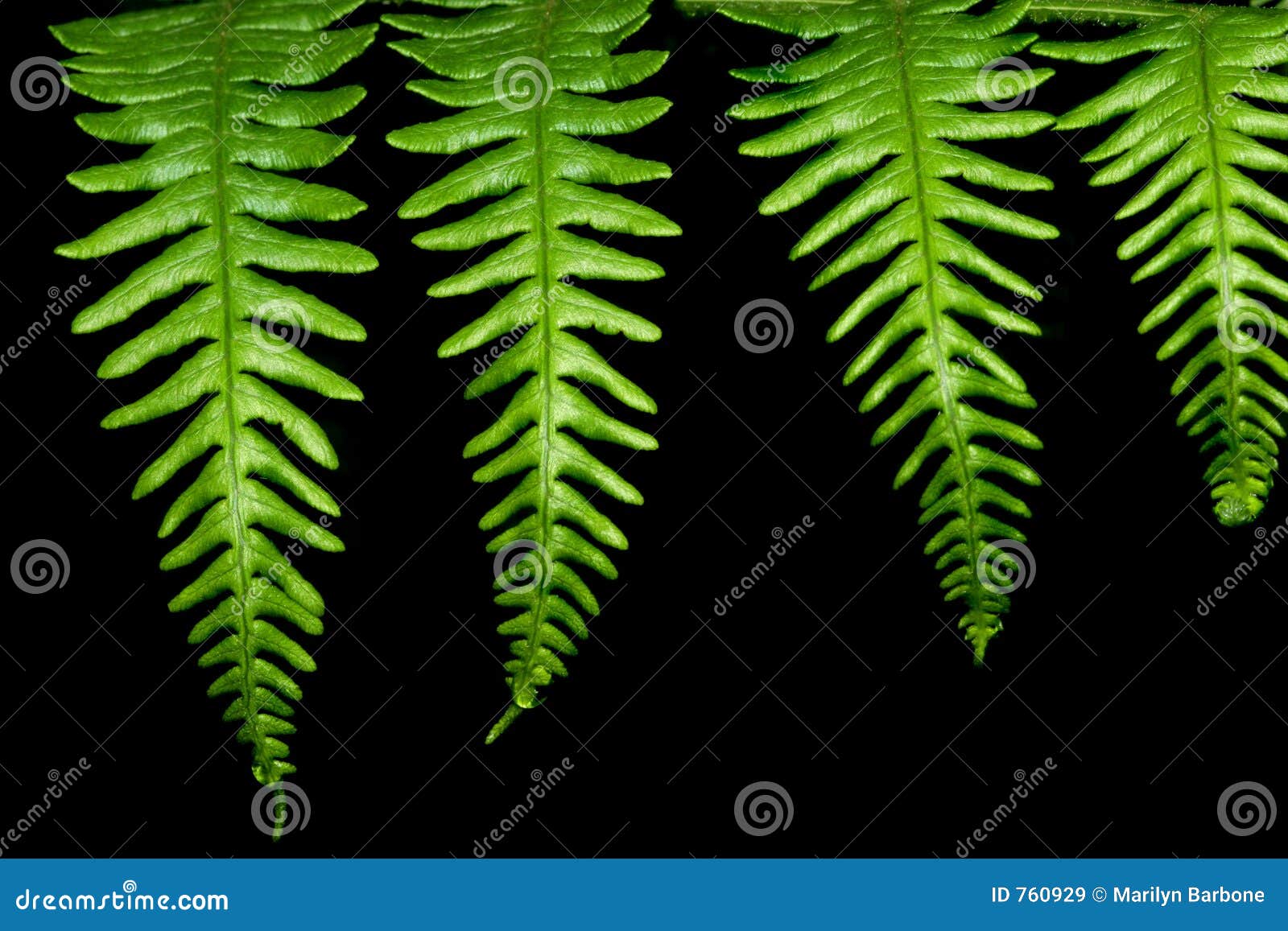 Four Fern Leaves stock image. Image of foursome, quadrupled - 760929