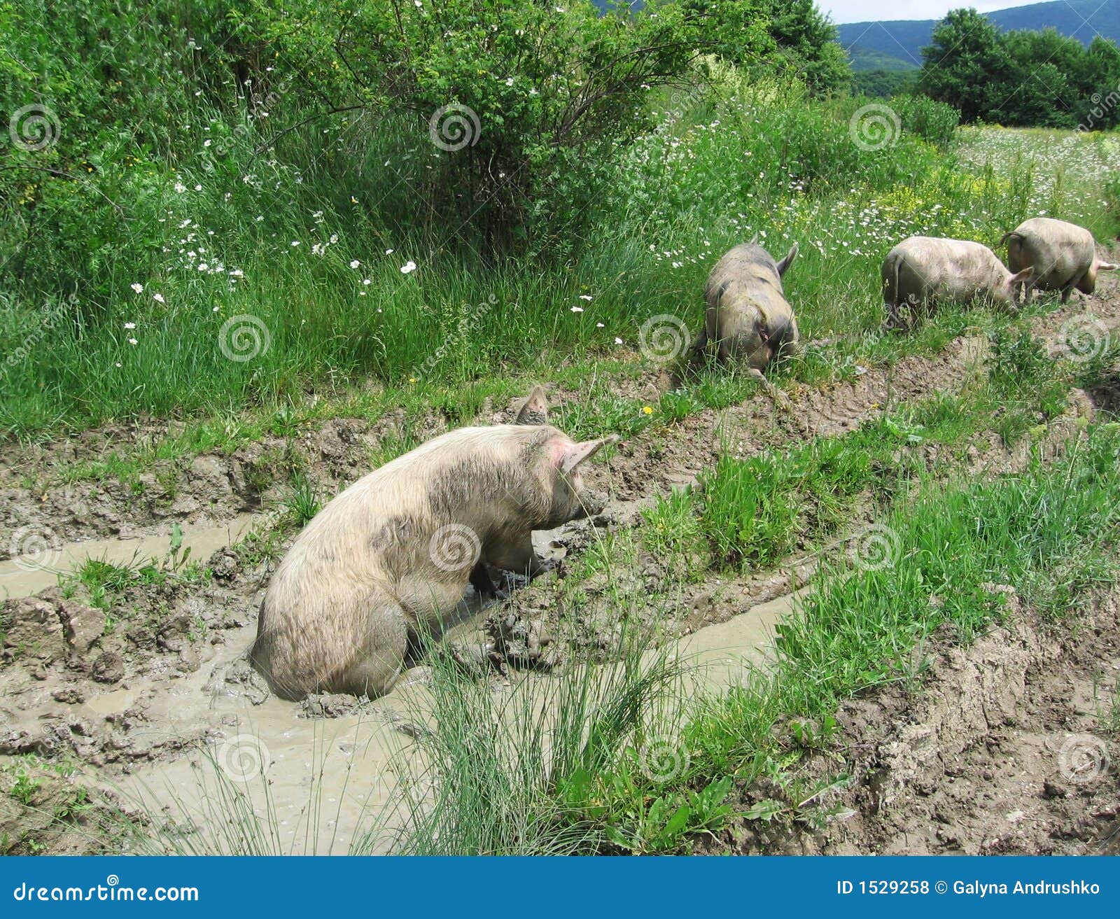 Four filthy pigs stock photo. Image of piglet, huge, agriculture - 1529258