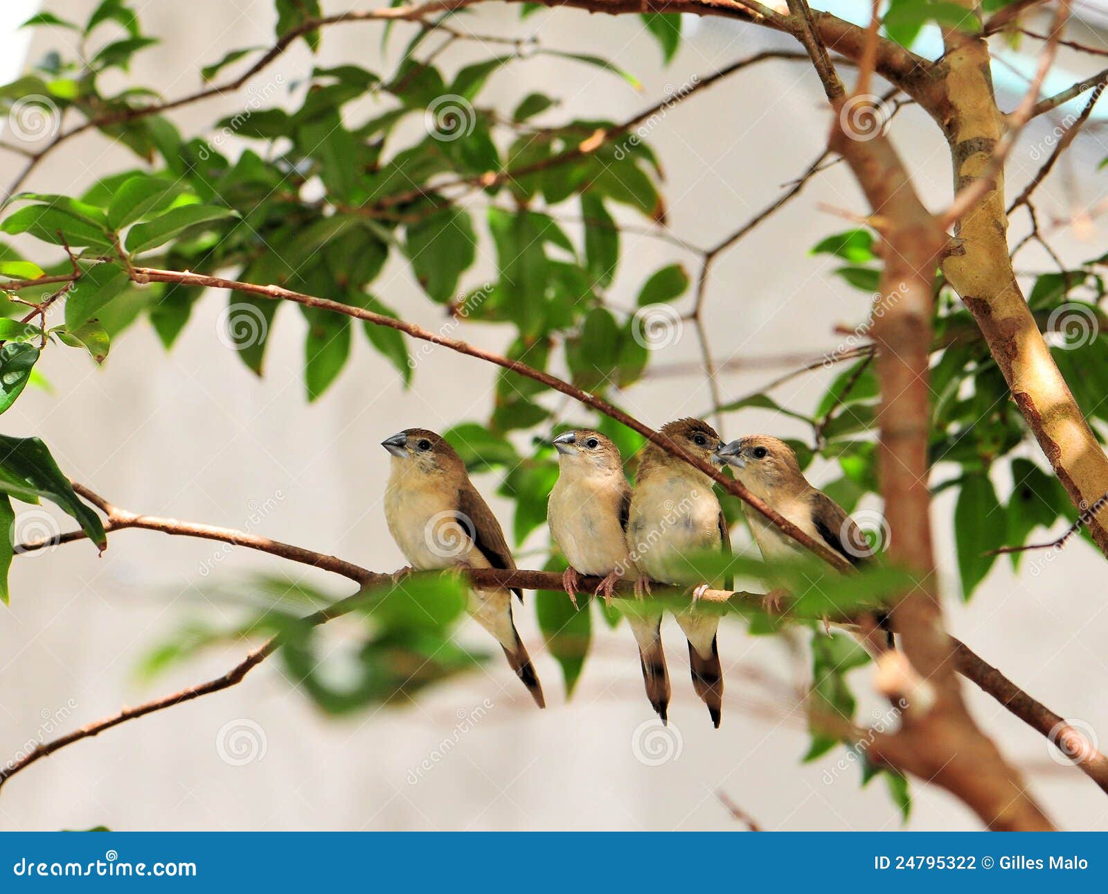 Four Finch birds stock photo. Image of tanager, park - 24795322