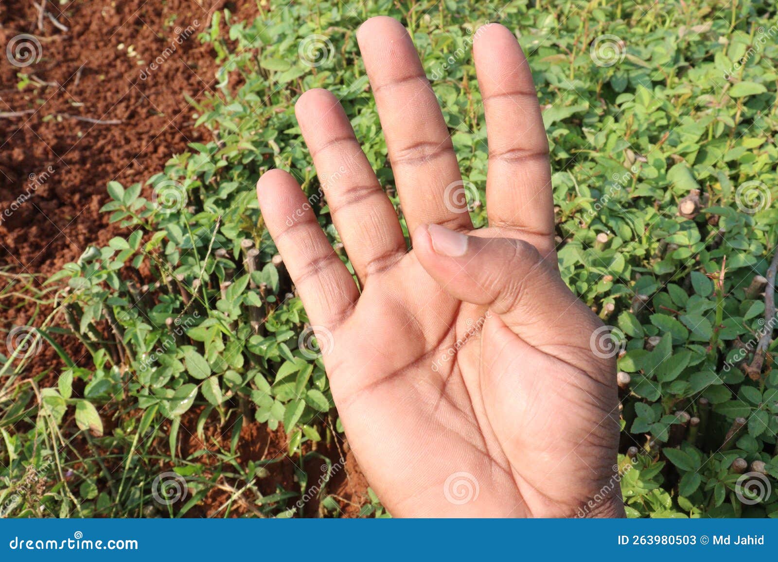 Four Finger with Rose Seedling Stock on Farm Stock Image - Image of ...