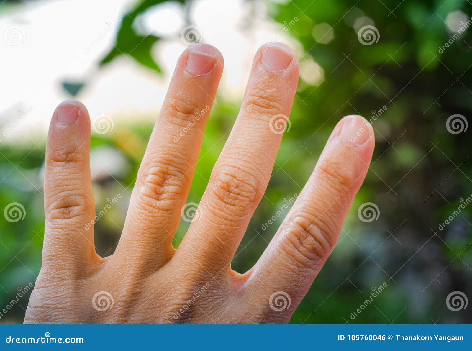 Four Fingers of the Left Hand Stock Photo - Image of nature, sunlight ...