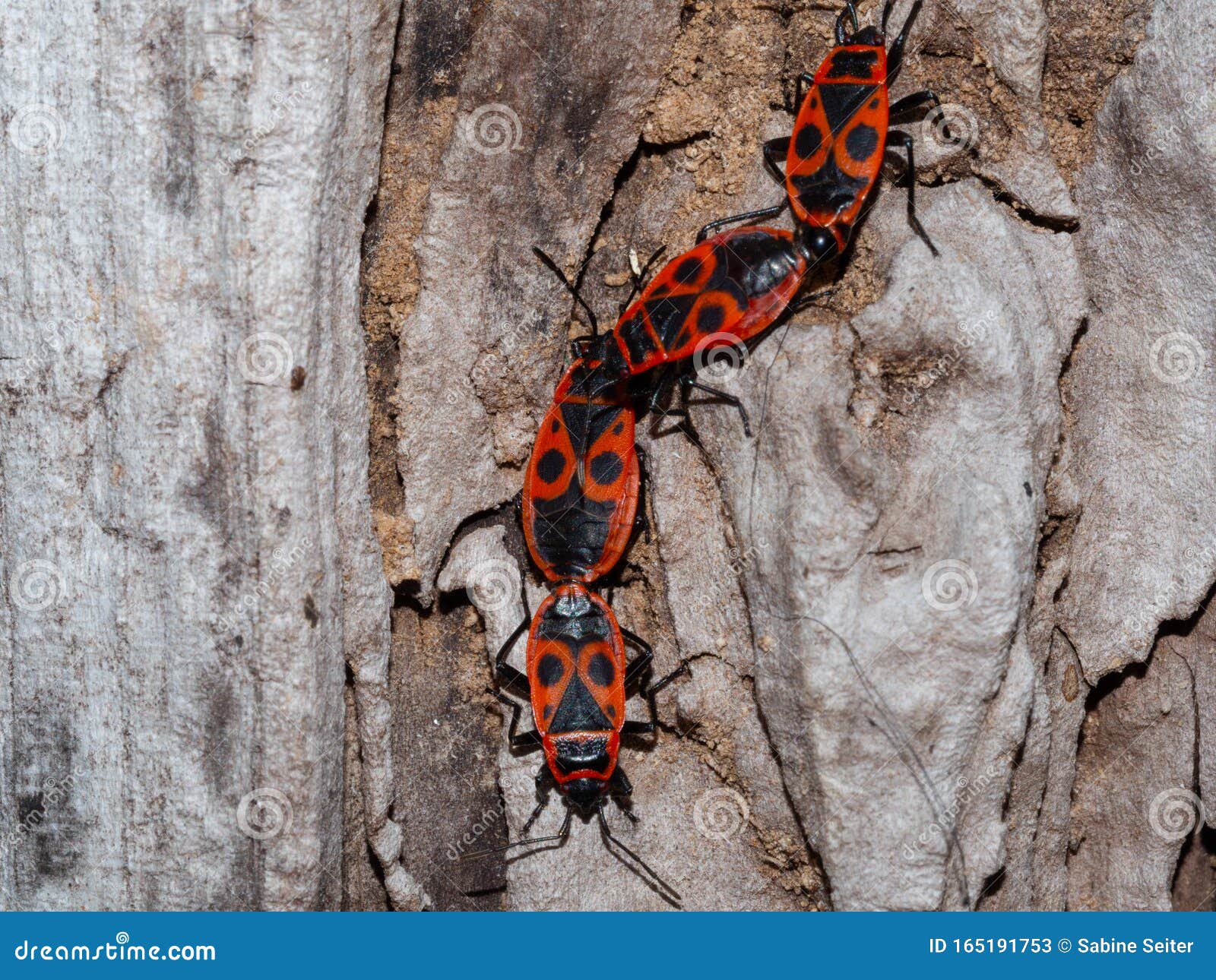 Four fire bugs in a line stock image. Image of black - 165191753