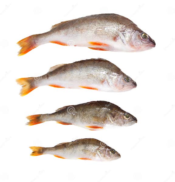 Four Fish are Shown in a Row, with the First Fish Being the Largest ...